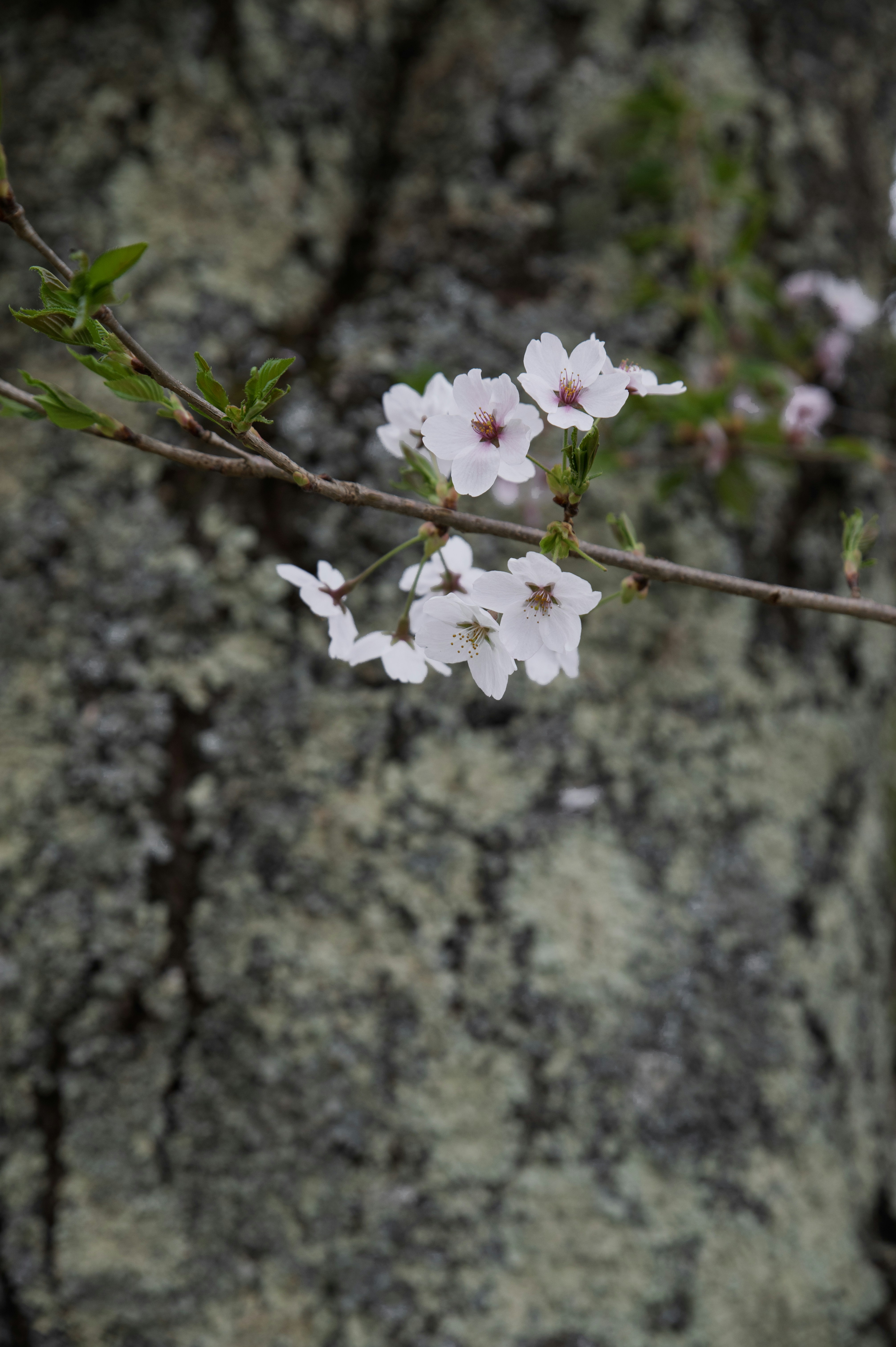 White blossoms on a slender branch against a mossy rock backdrop