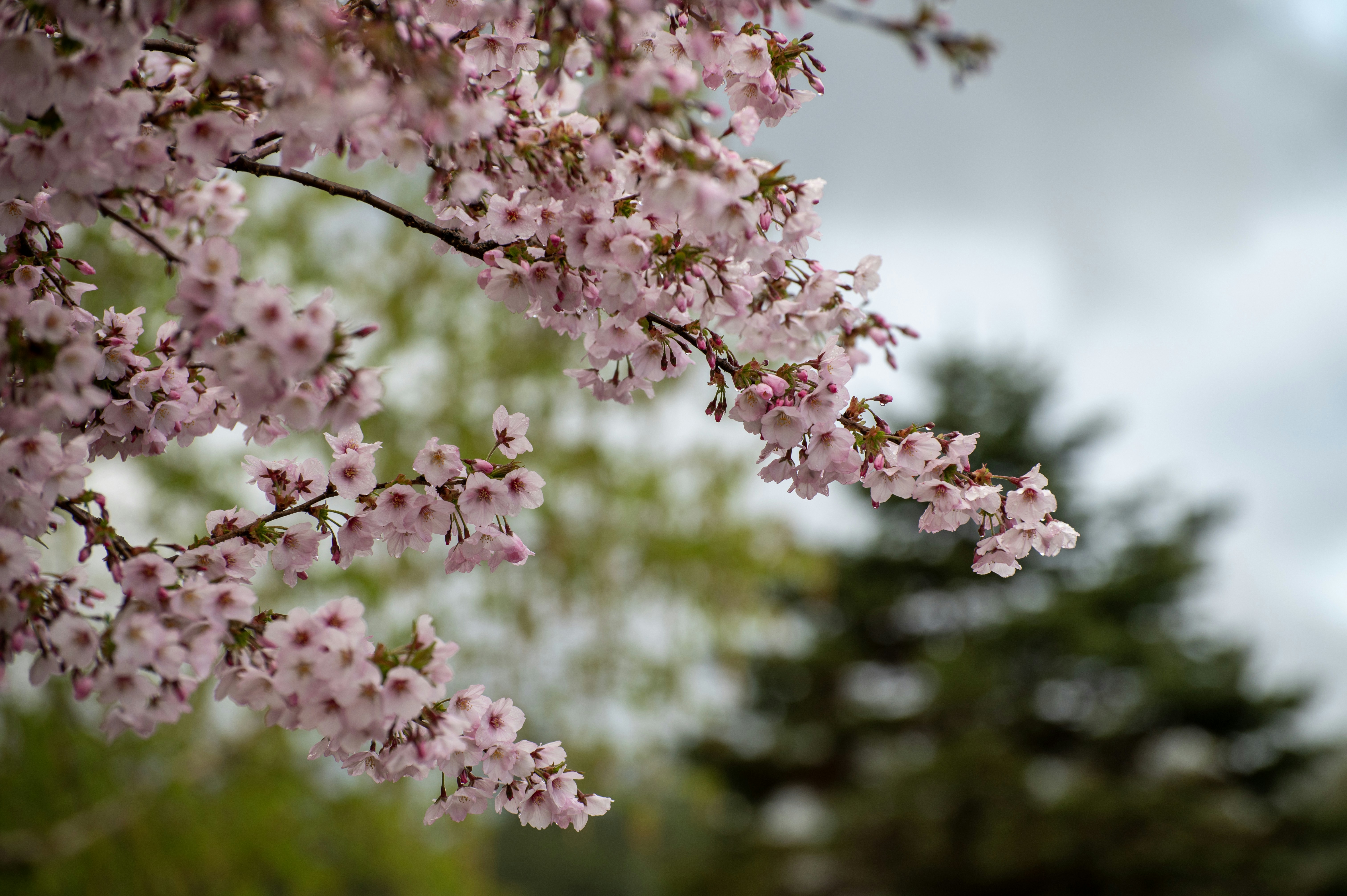 Cherry Blossom Cascade in Soft Focus