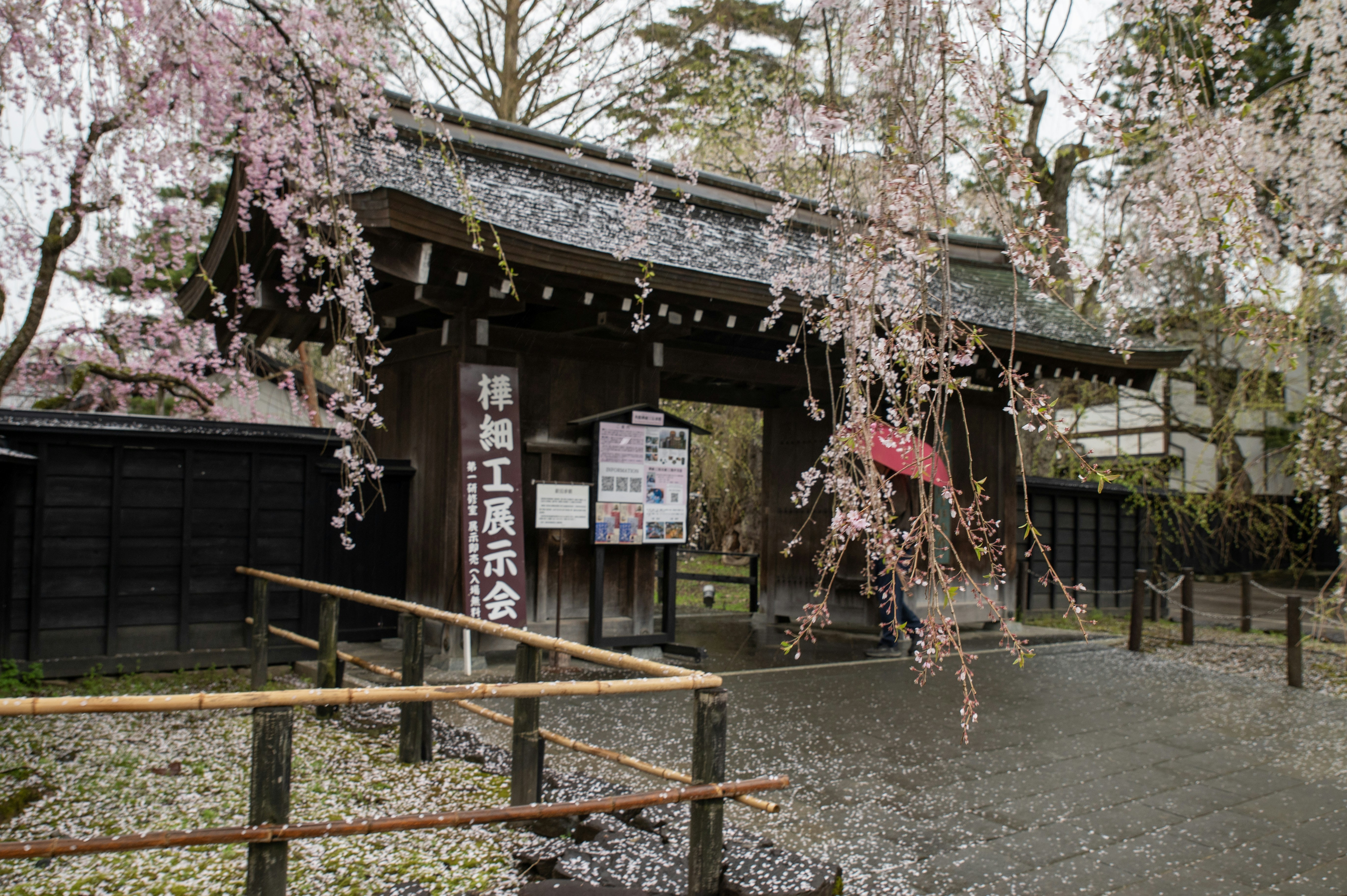 Cherry-Chan: A Quiet Gate Amid Falling Petals