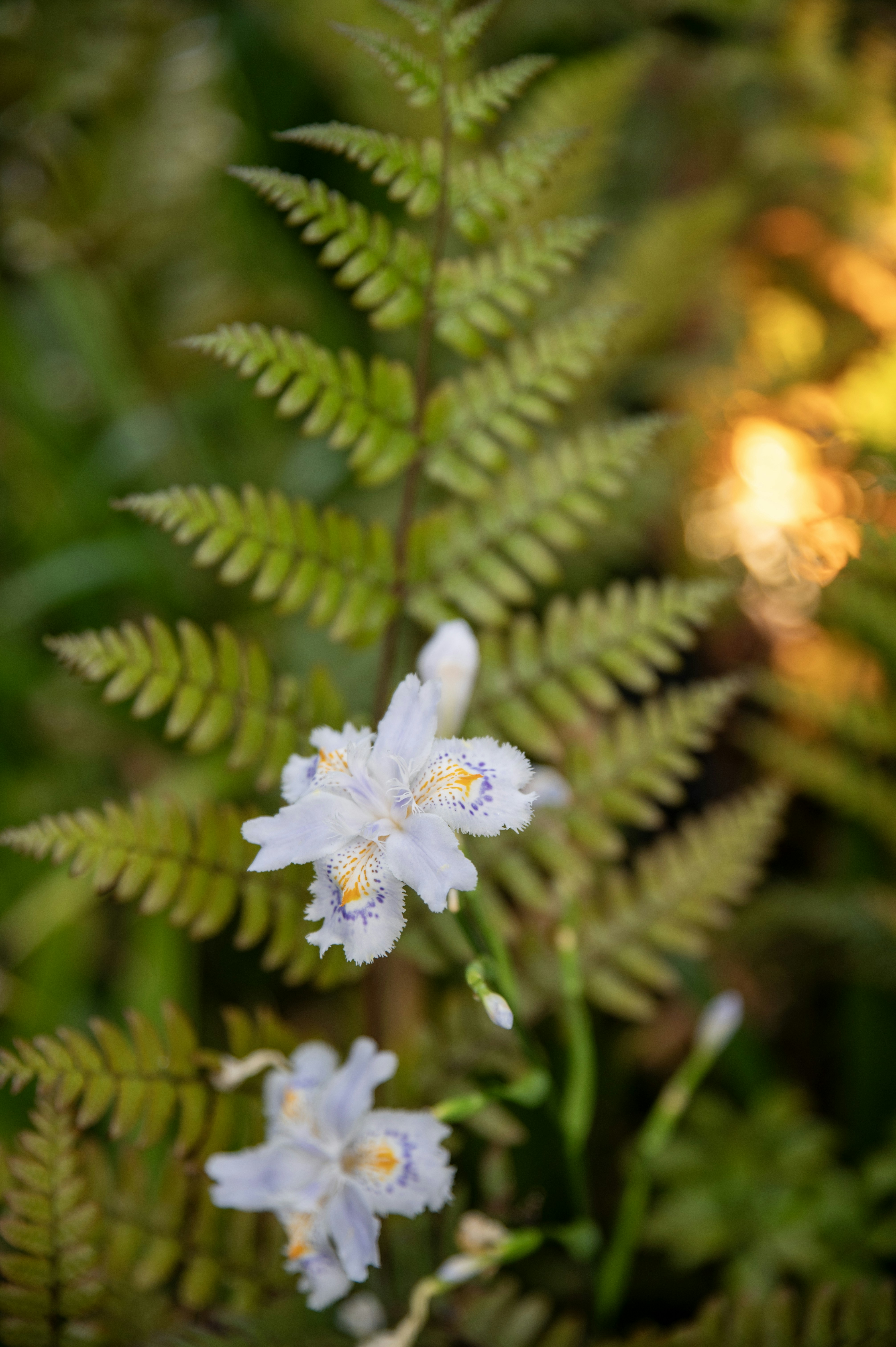 White iris blossoms framed by fern fronds in a sunlit woodland edge