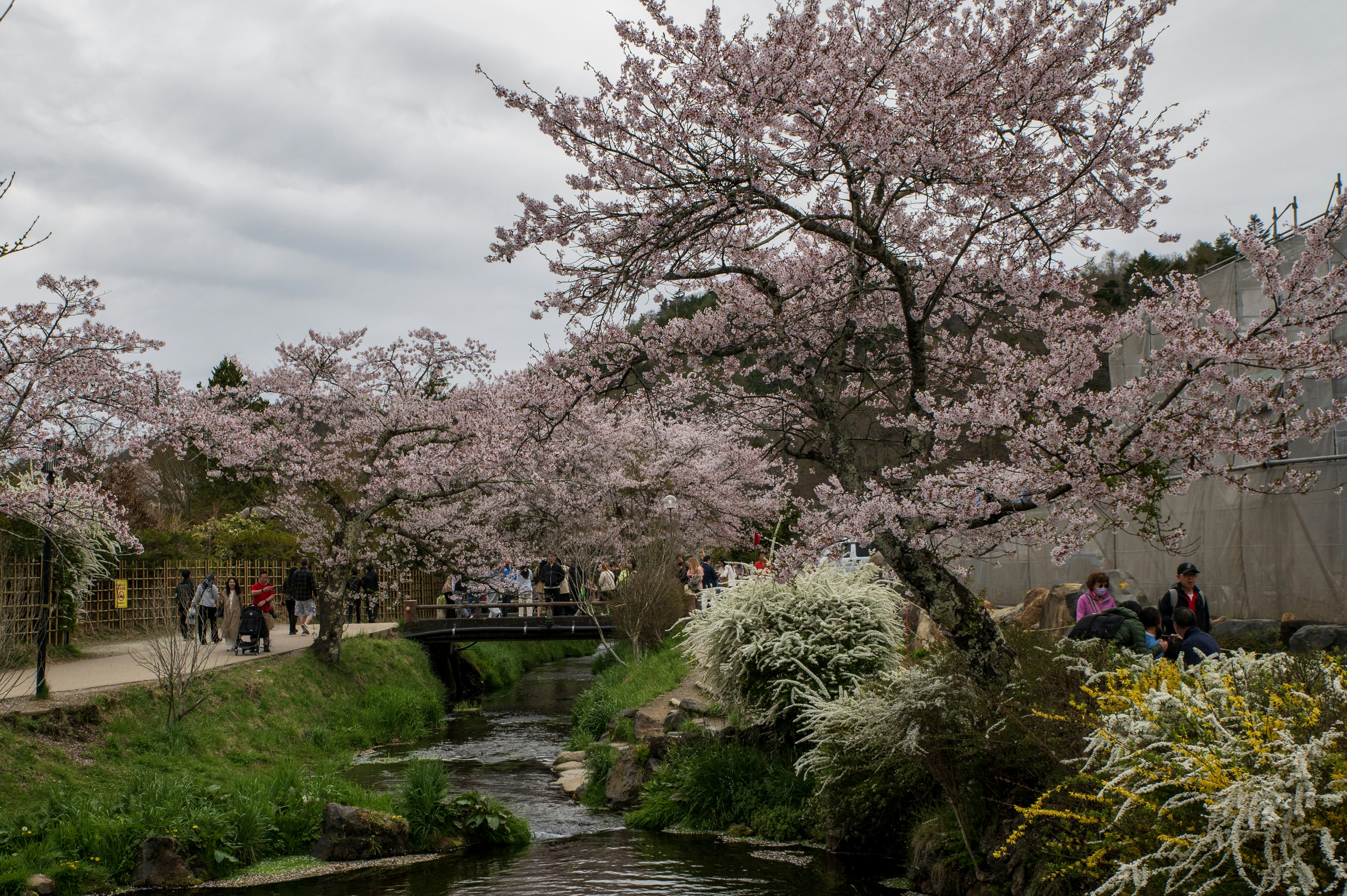 Cherry Blossom Archway Over a Tranquil Canal