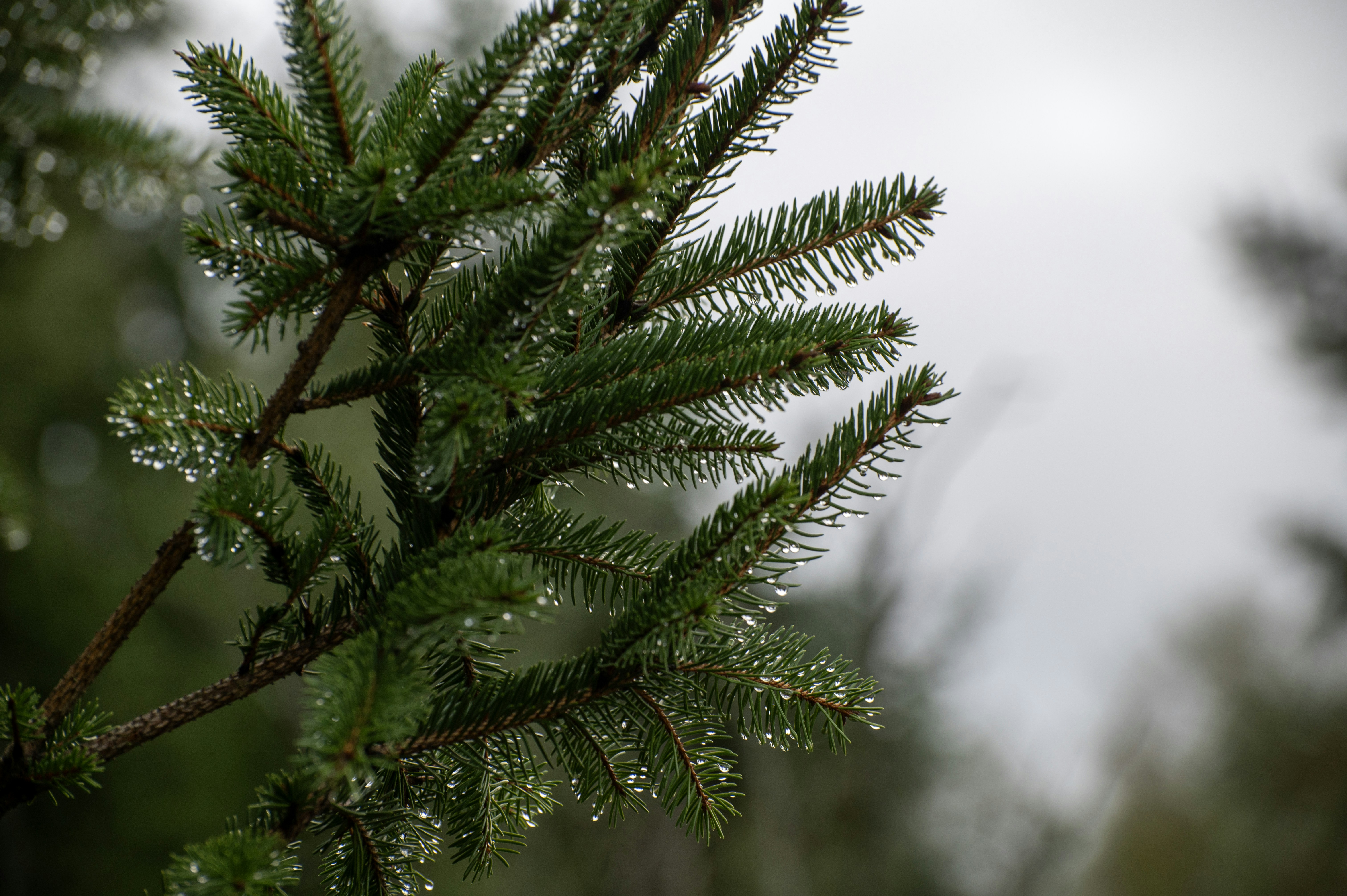 Dew-kissed Fir Branch: A Micro Forest Detail