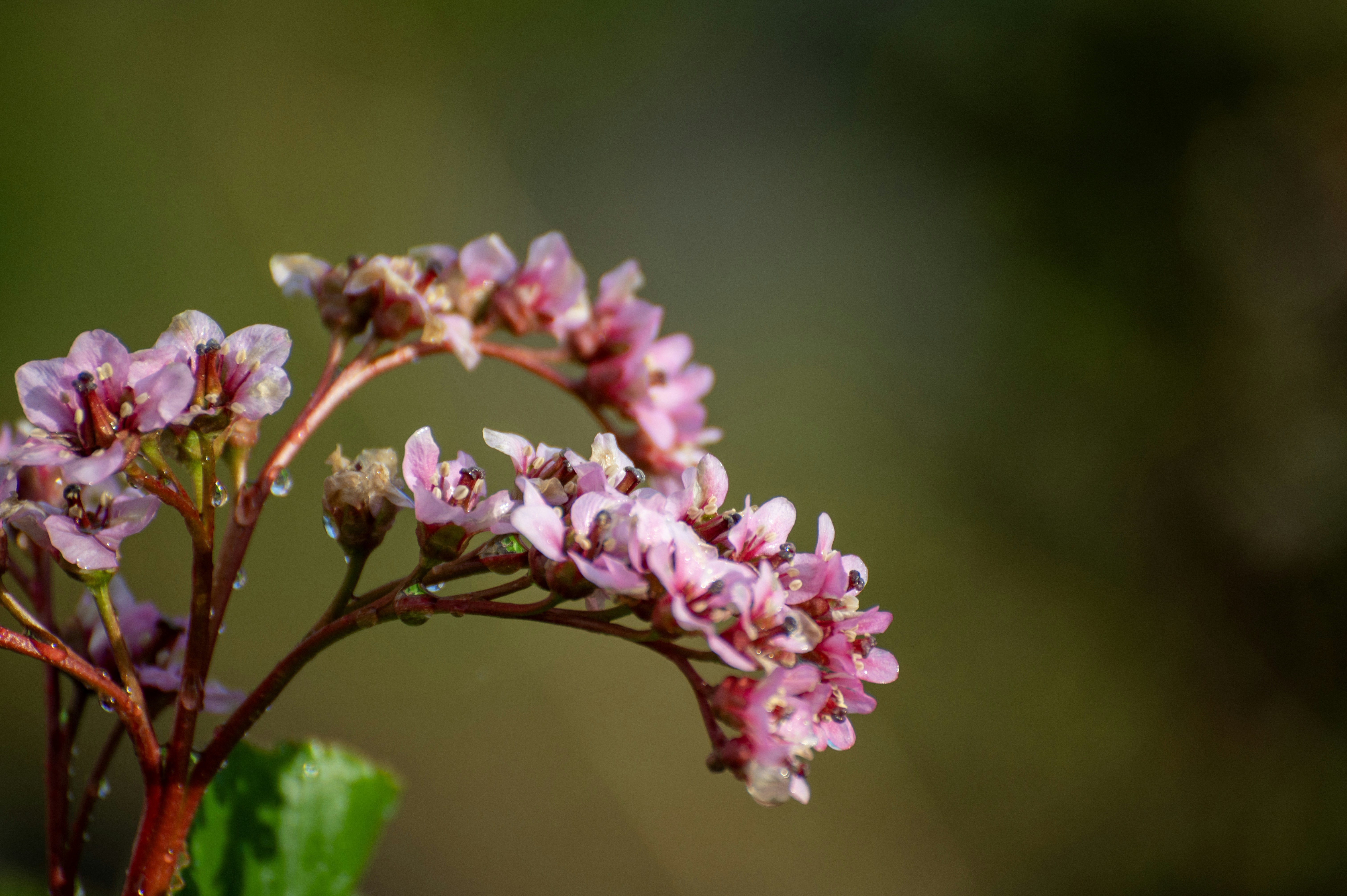 Pink cluster of blossoms curving into a sunlit blur