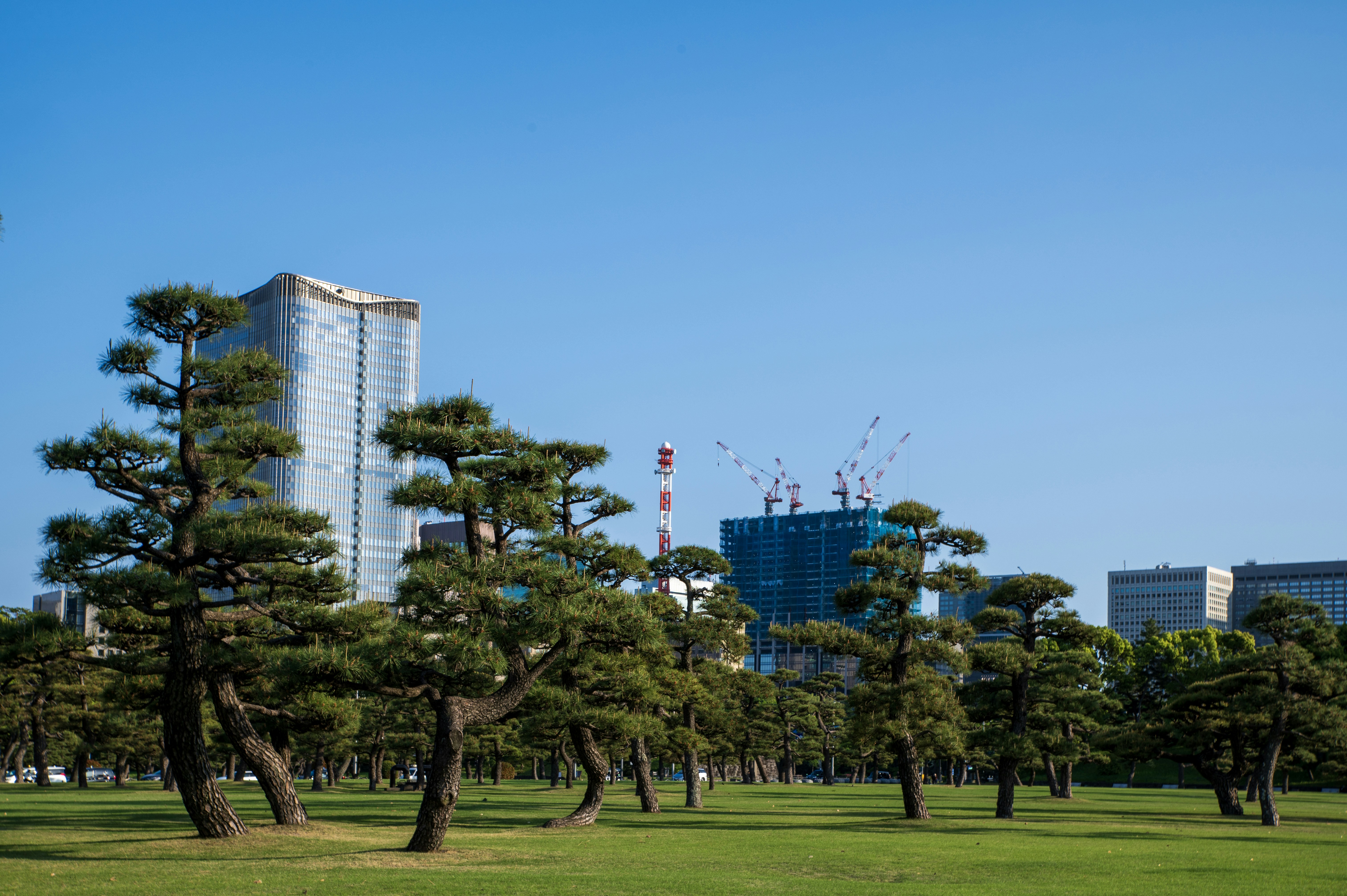 Sunlit Pines Amid Urban Skyline