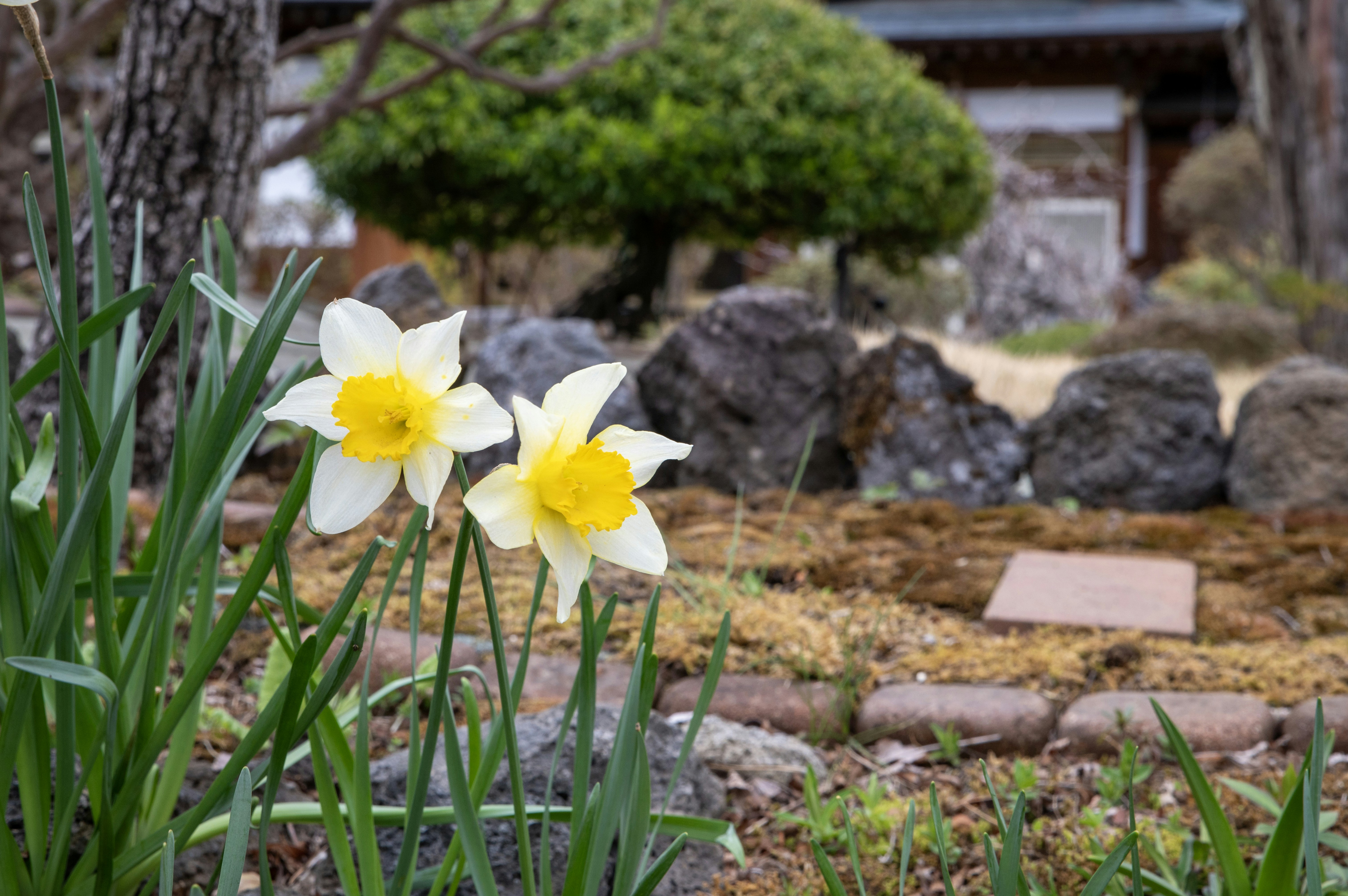 Daffodils at the Foot of a Quiet Zen Garden