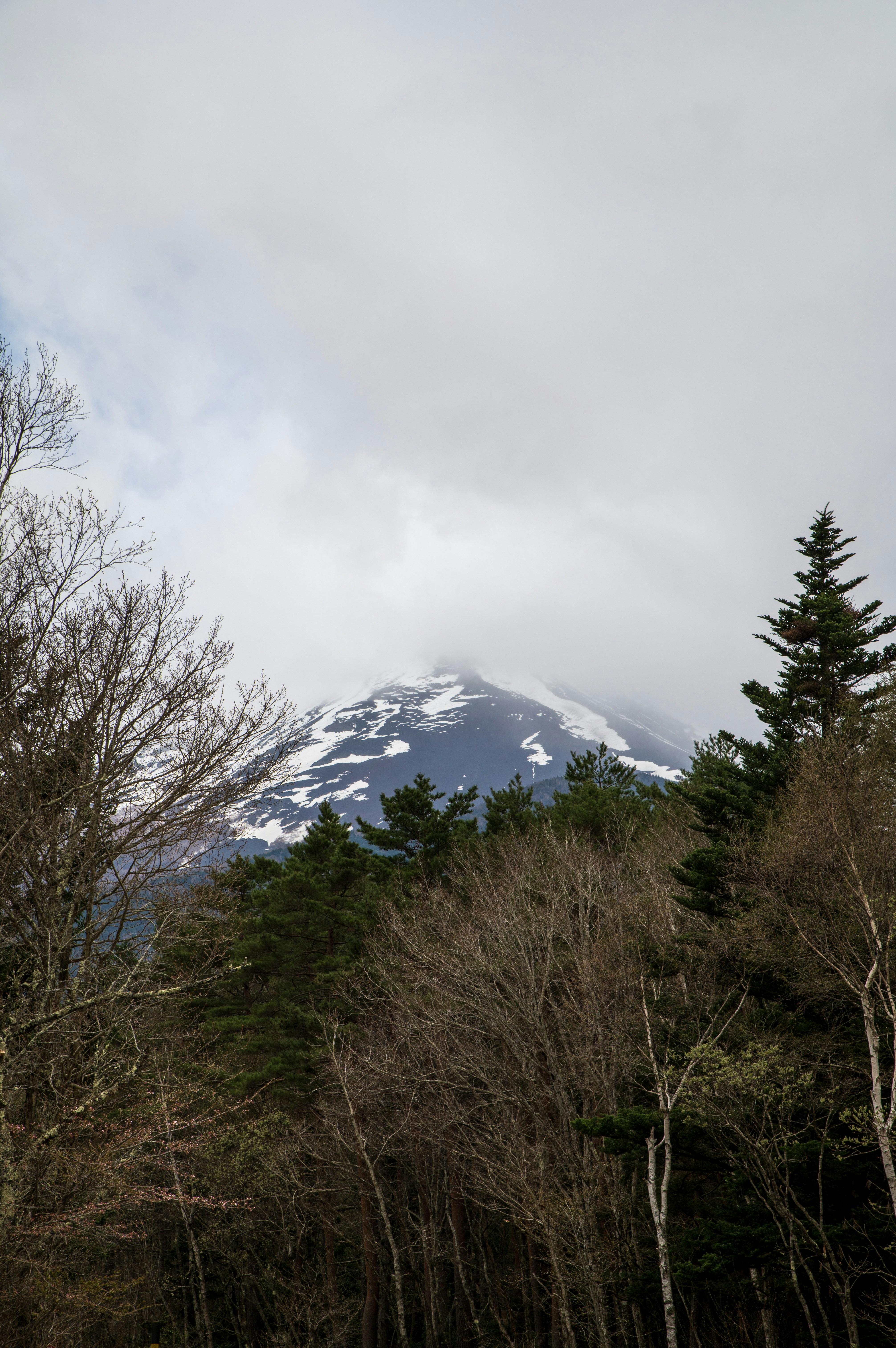 Snow-capped Peak Peeking Through Winter Pines