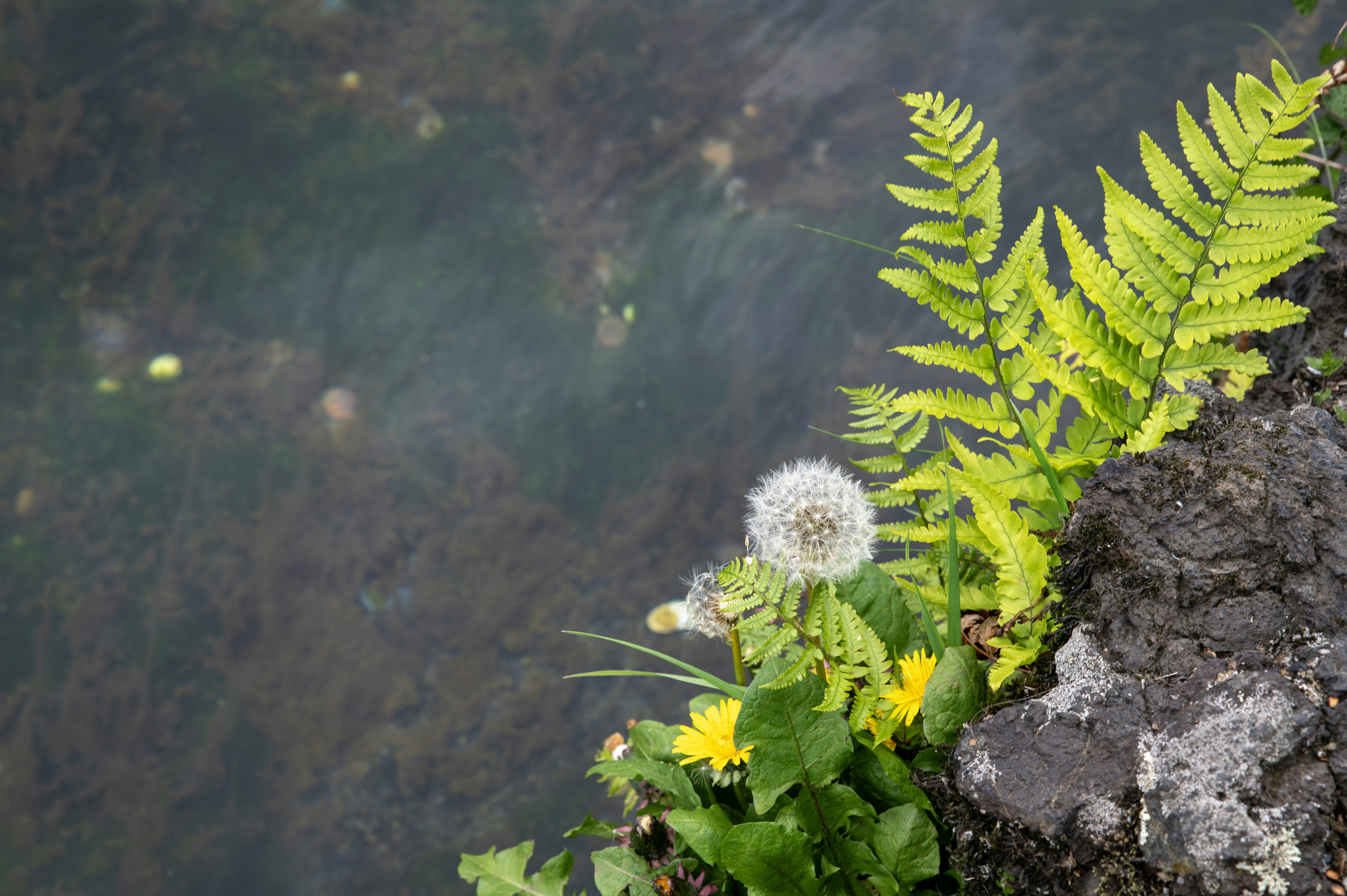 Lush Ferns and Dandelion Bloom near Lava Rock Edge