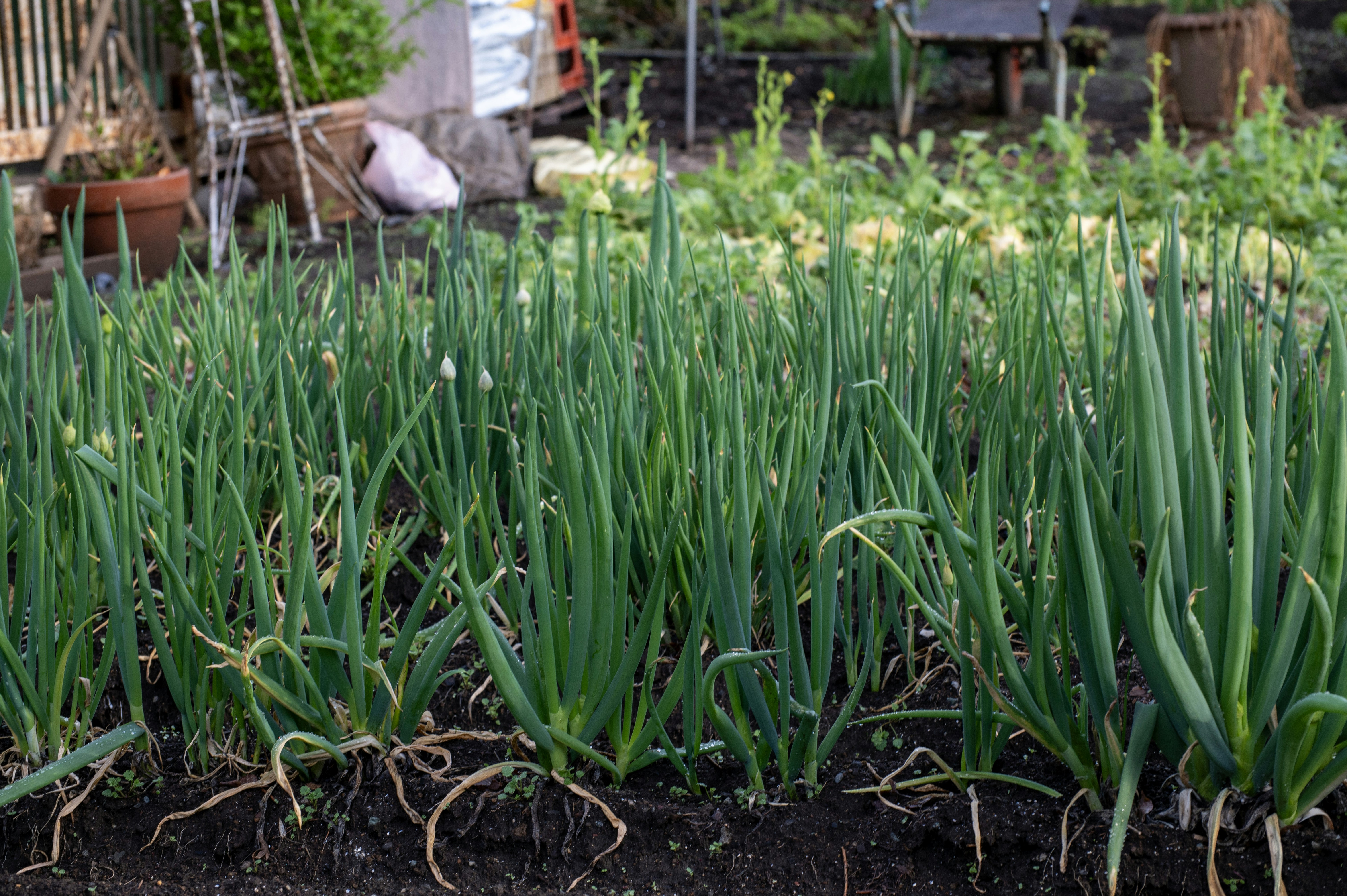 Low Row Garden Bed of Green Onion Shoulders