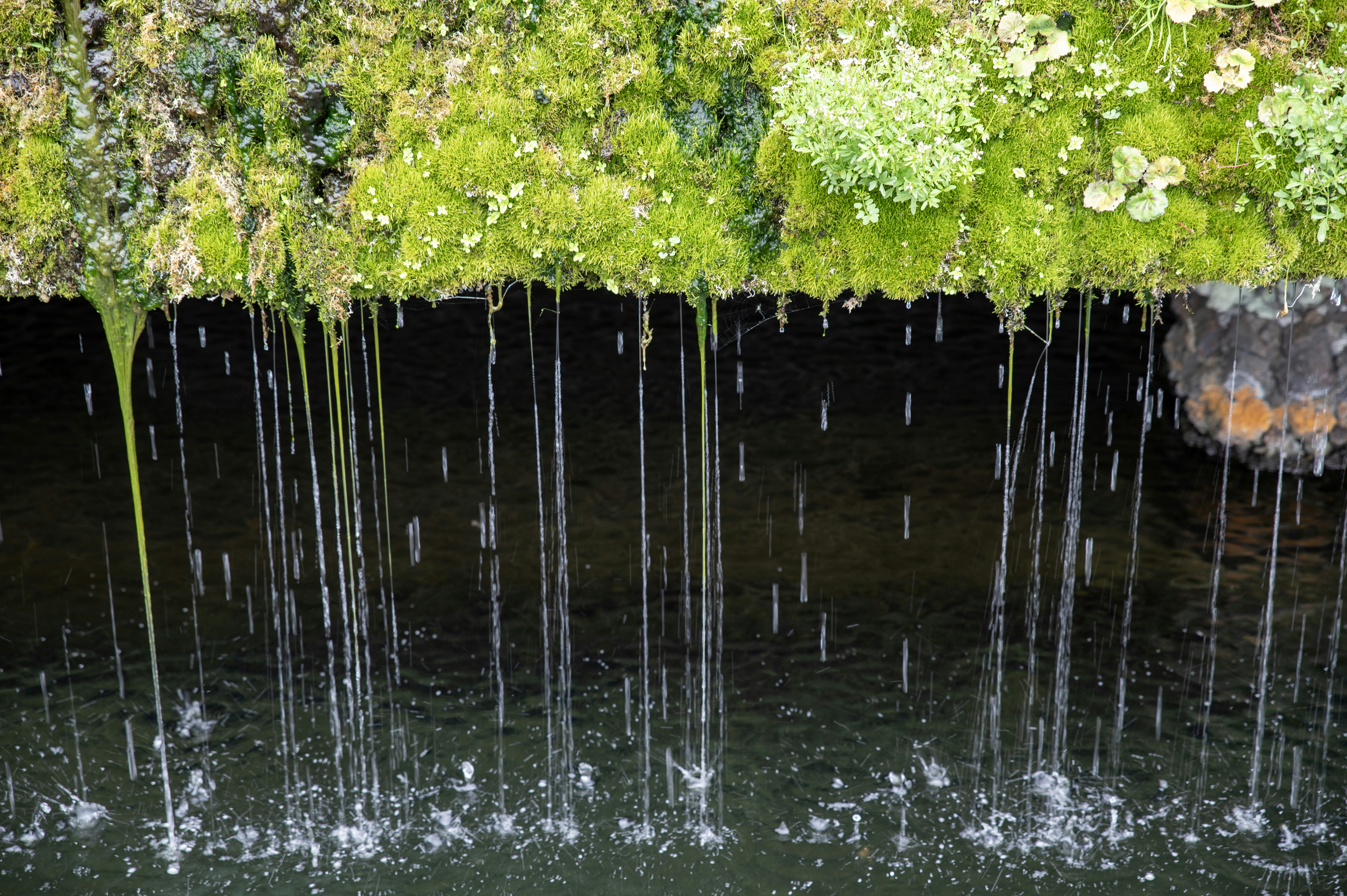 Moss-Covered Overhang Drops and Rippling Wetscape