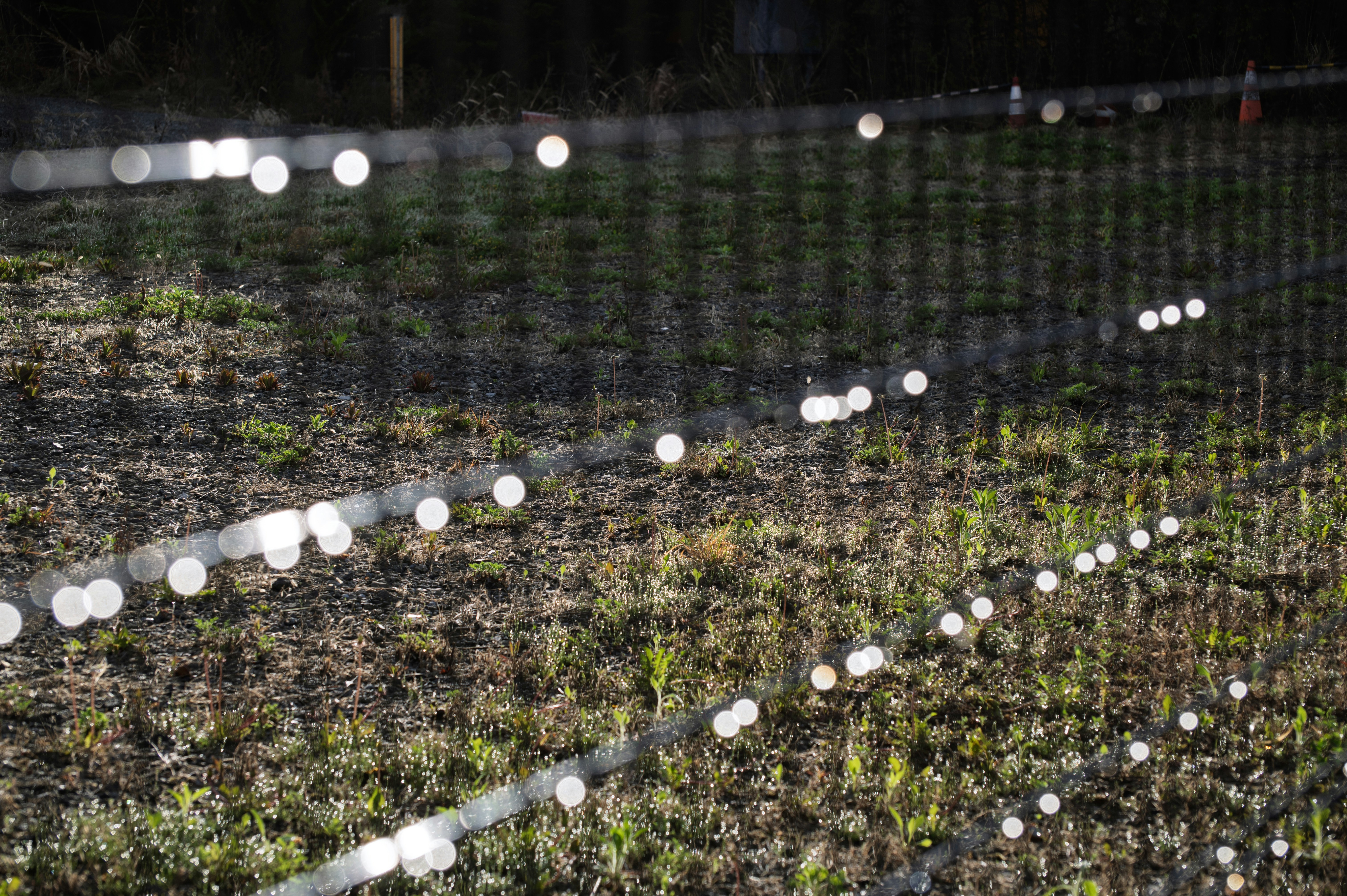 Dewdrop Lattice: Shimmering Orbs among Dawn-Touched Rows