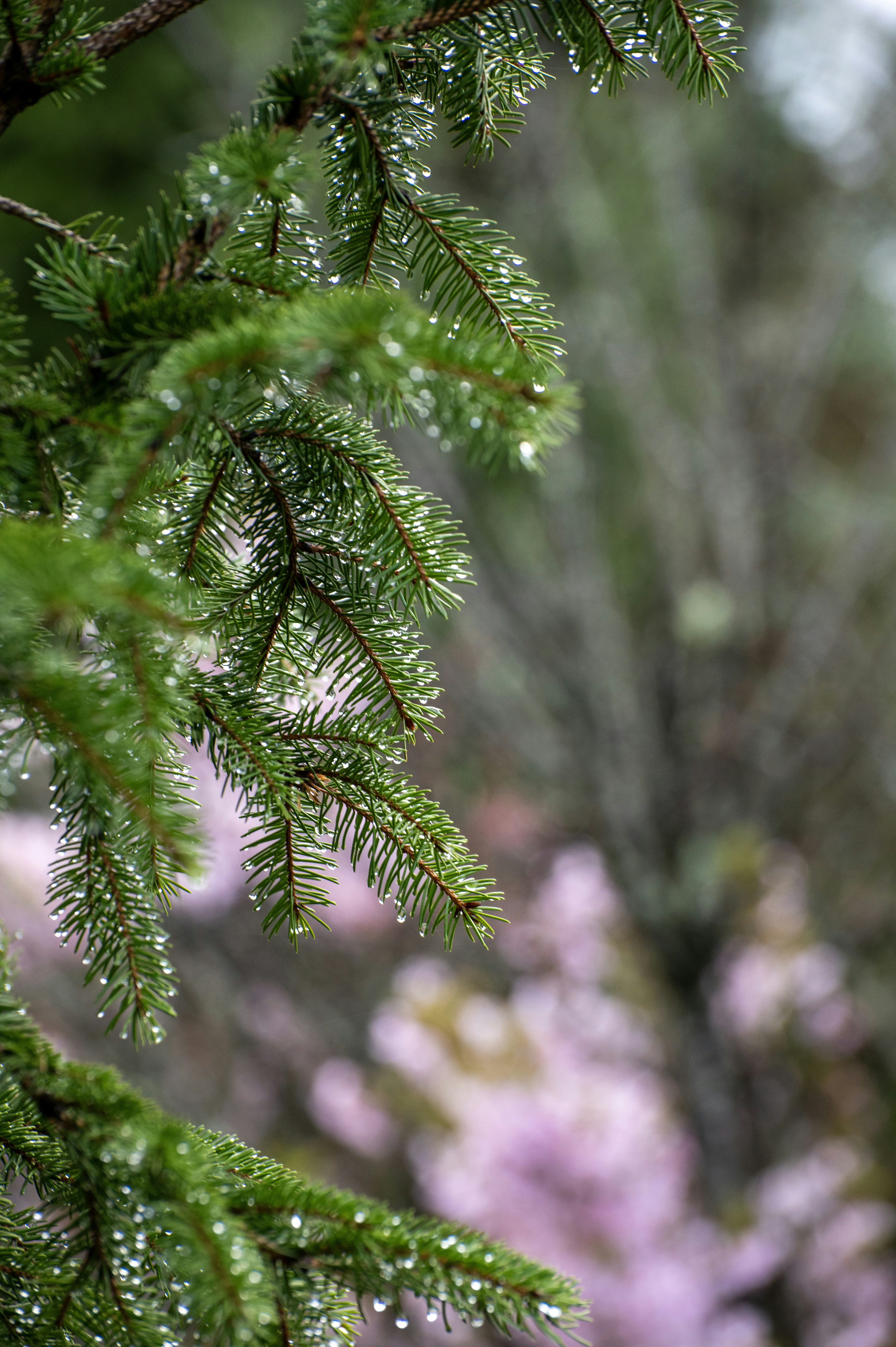 Dew-kissed spruce needles in soft spring light