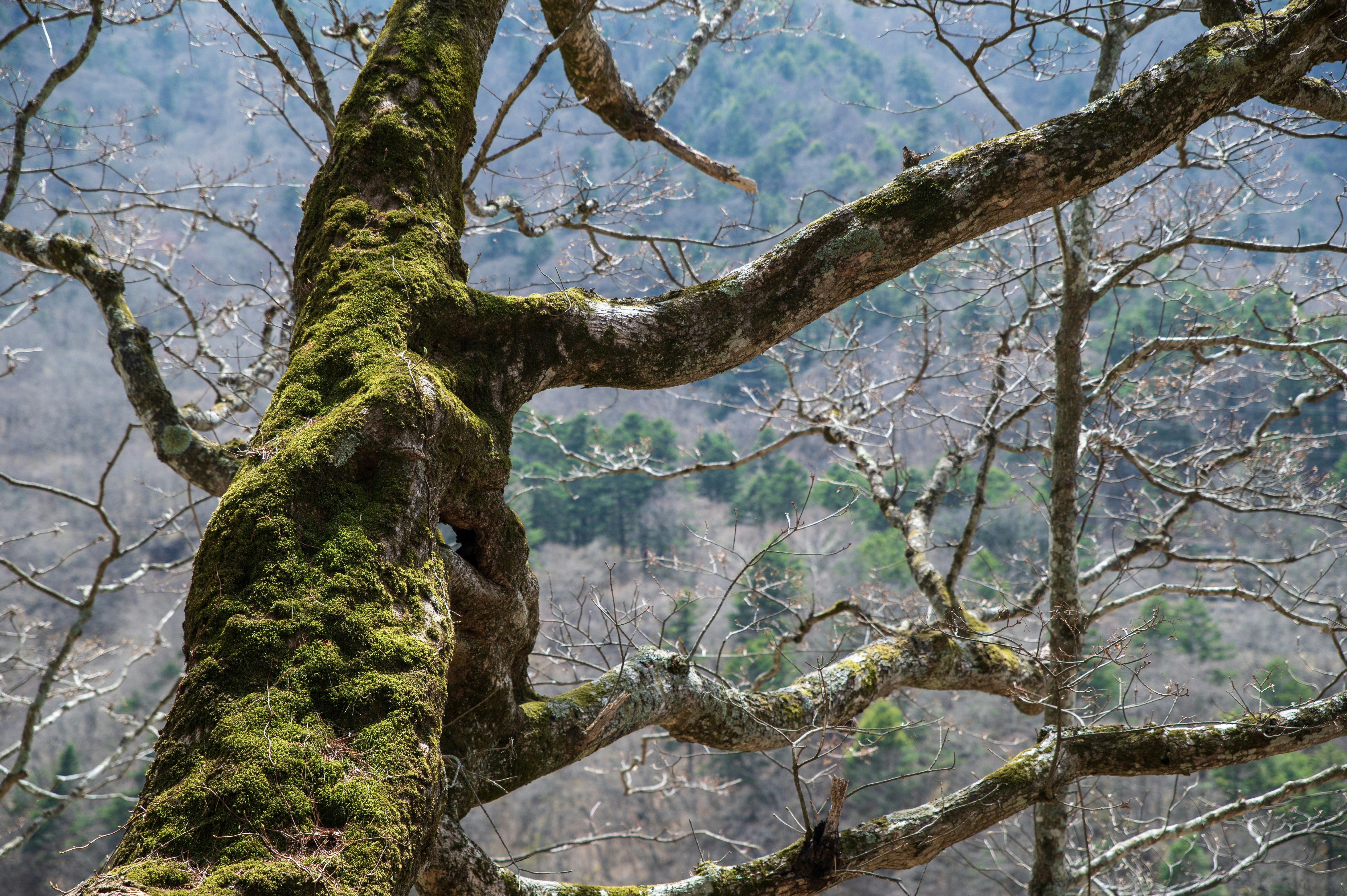  Moss-Chelled Branches: A Forest Centerpiece