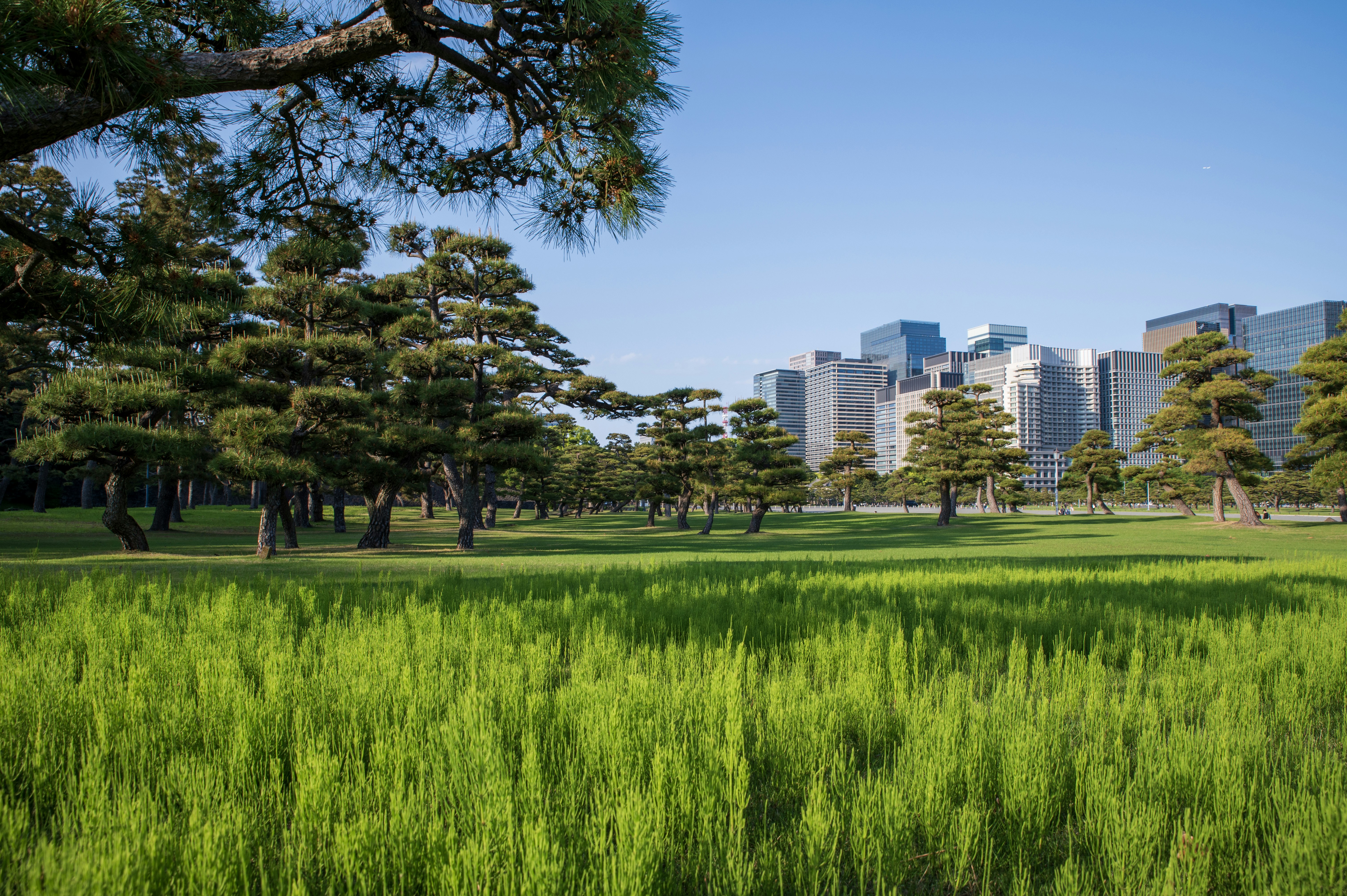 Urban Parkscape: Sunlit Field Leading to Skyscraper Skyline