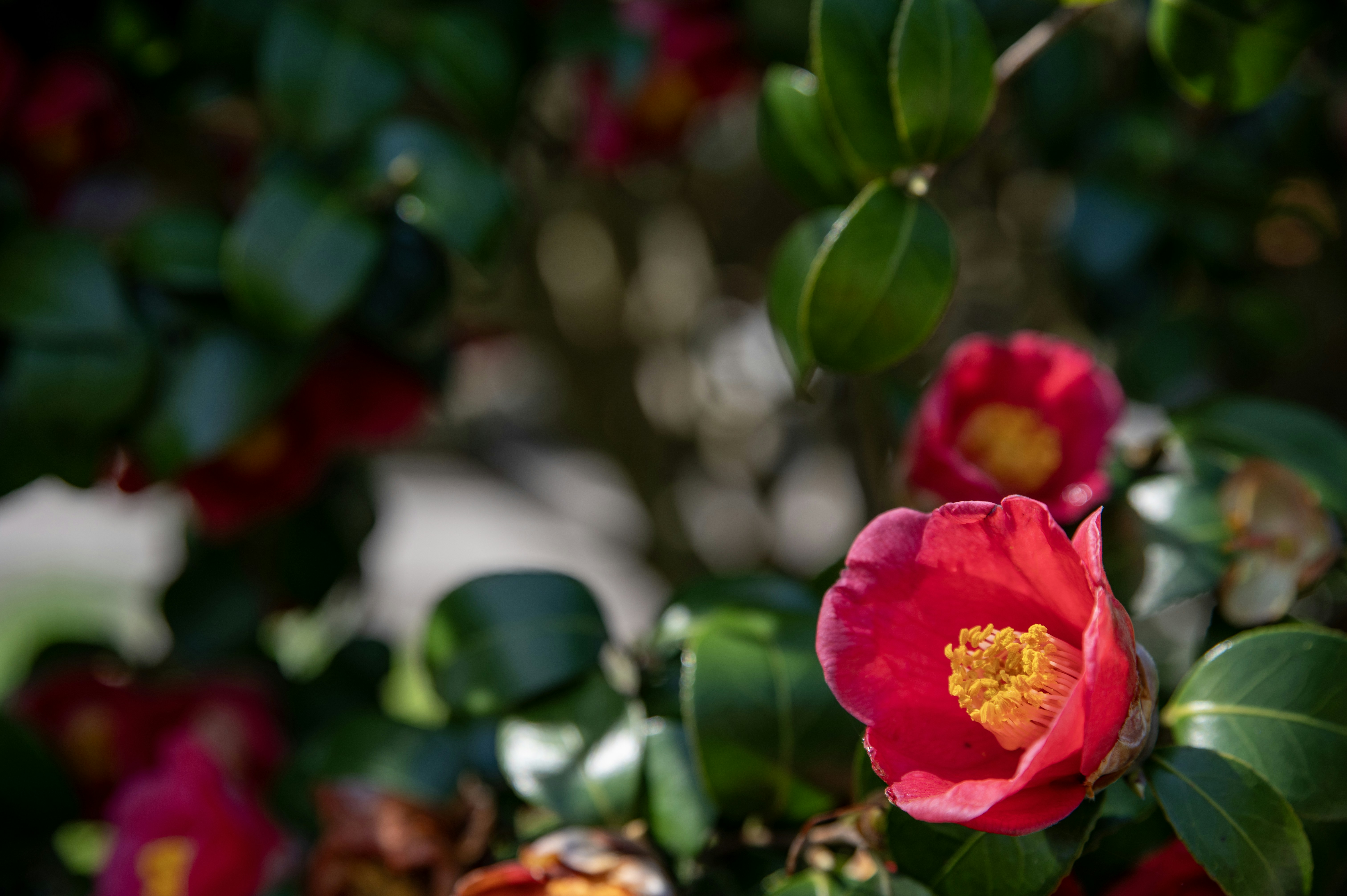 Crimson Bloom in Soft Focus Garden