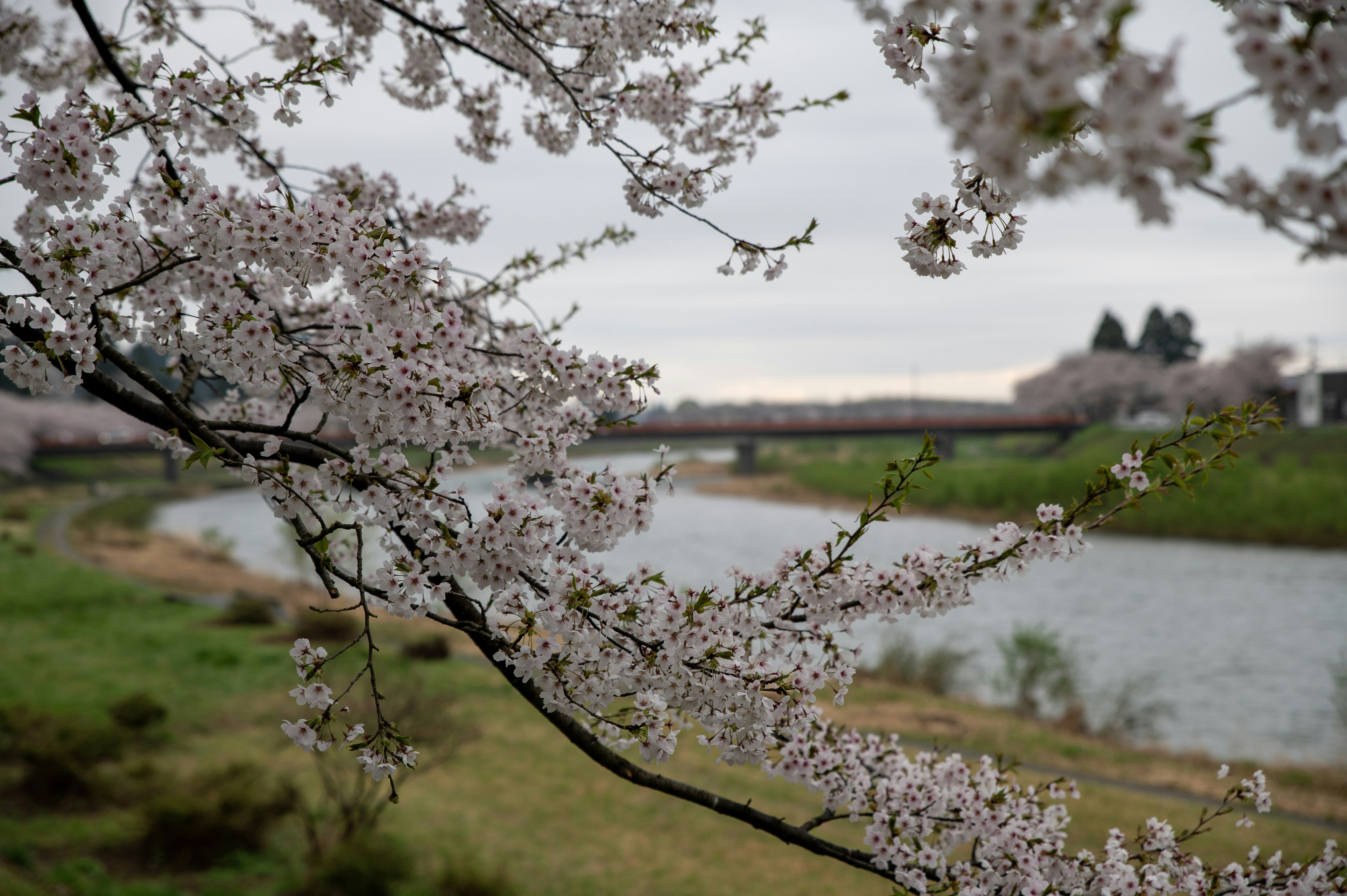 Cherry blossoms bloom along a river with a bridge.