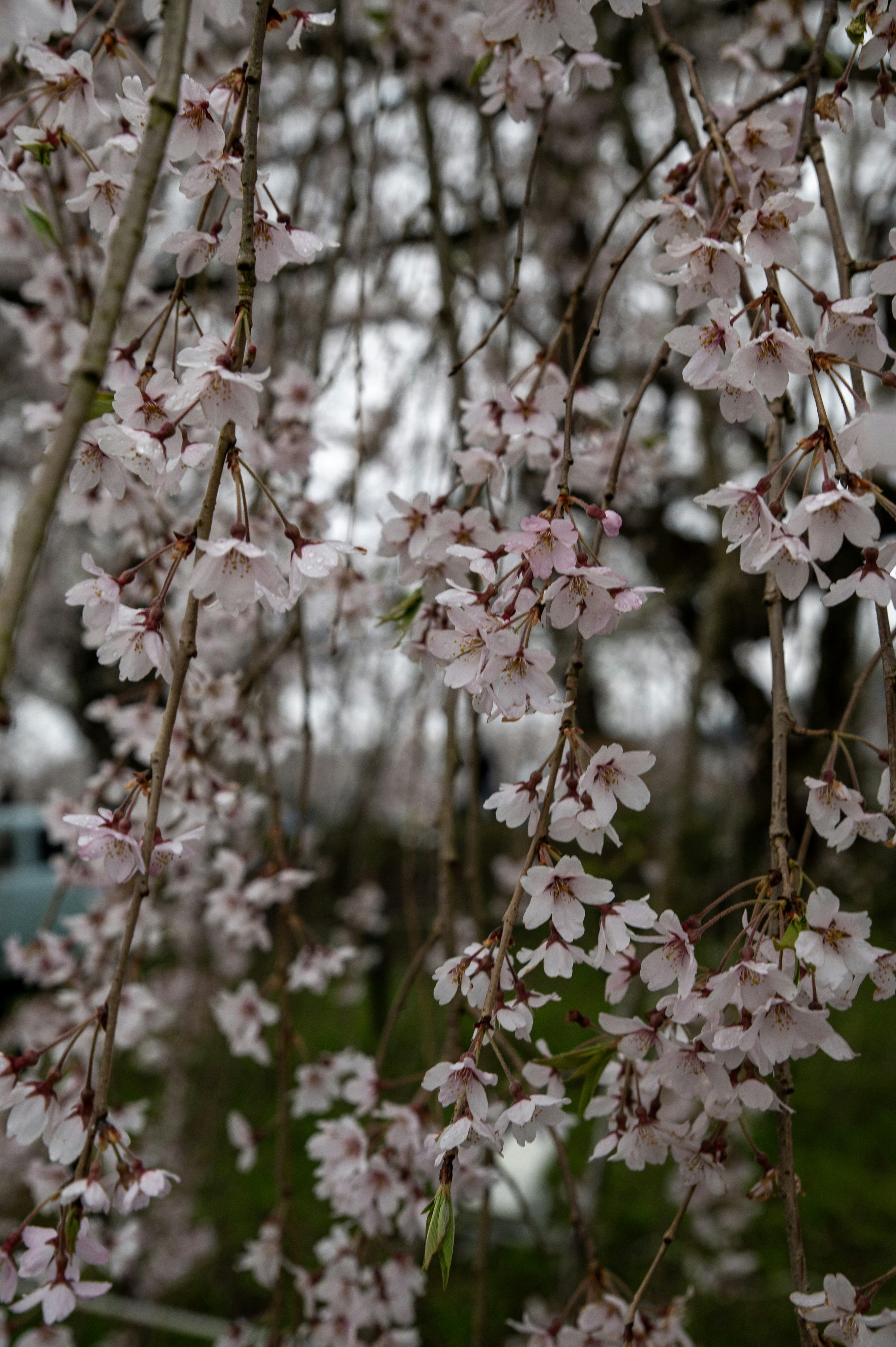 Blossoms in Soft Blur: A Cascade of Sakura Threads