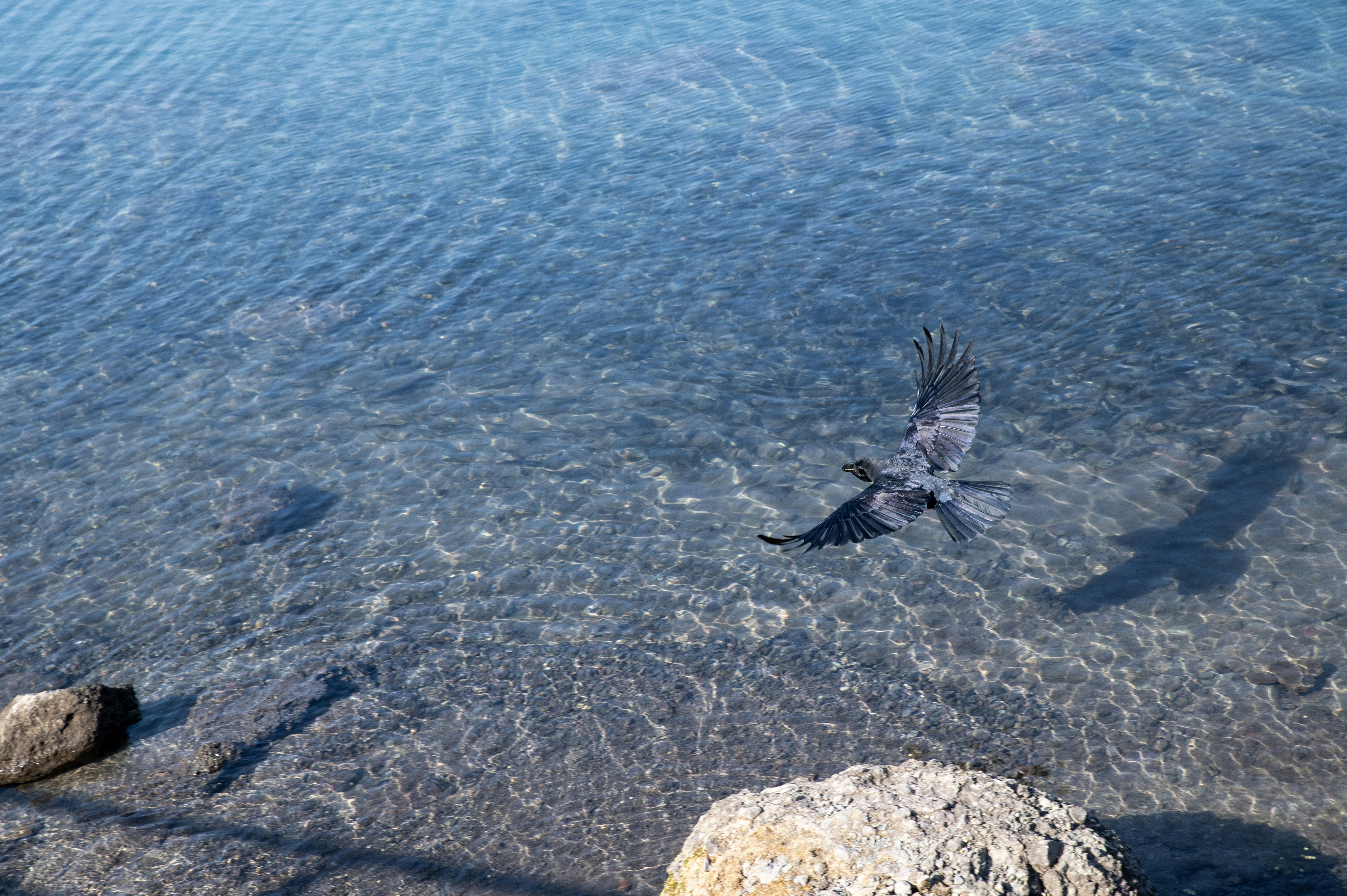 Soaring over Crystal Threads: A Seabird Skim-Dive