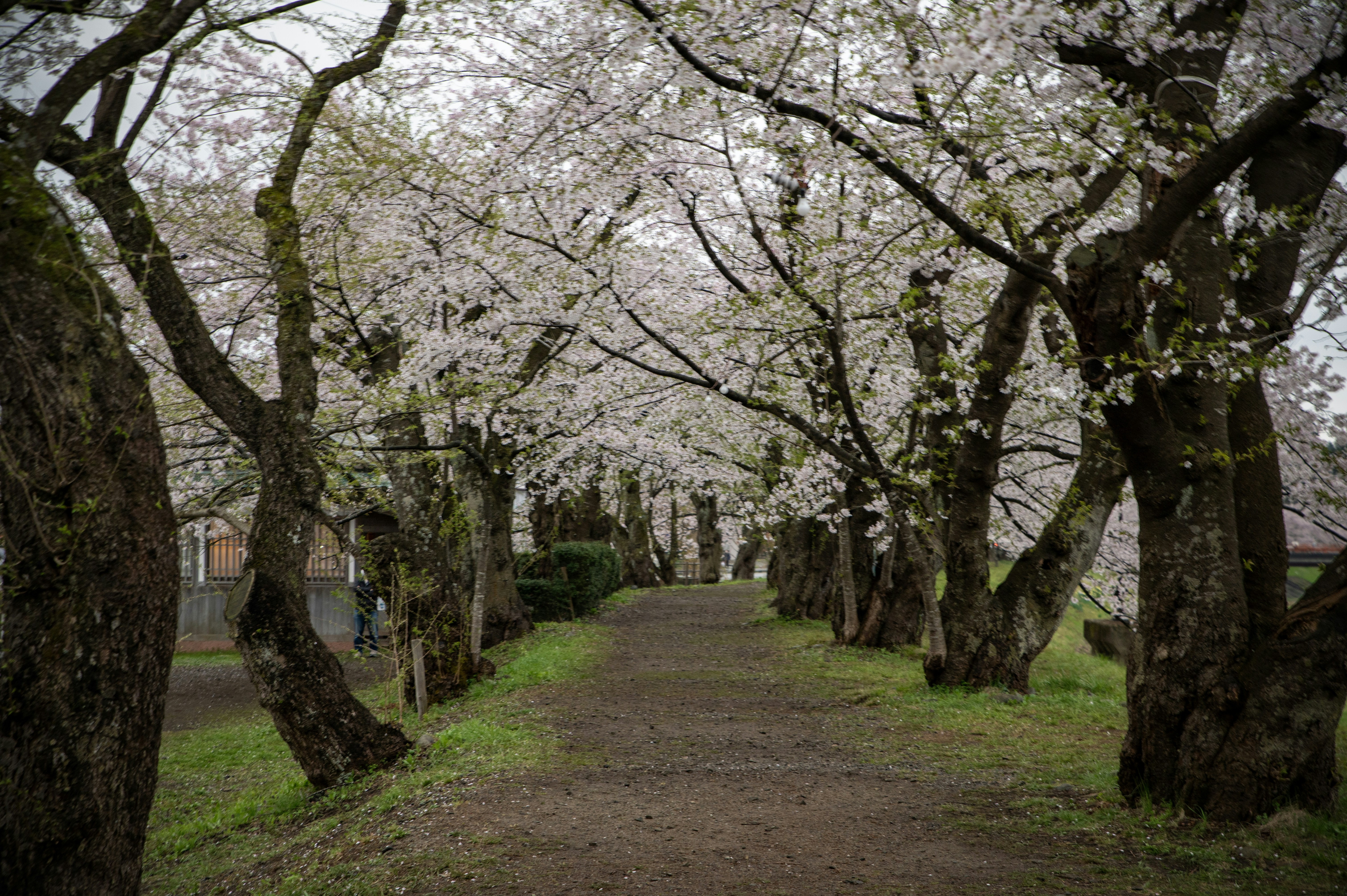 Blossom Ave: A Quiet Path Beneath Spring Archways