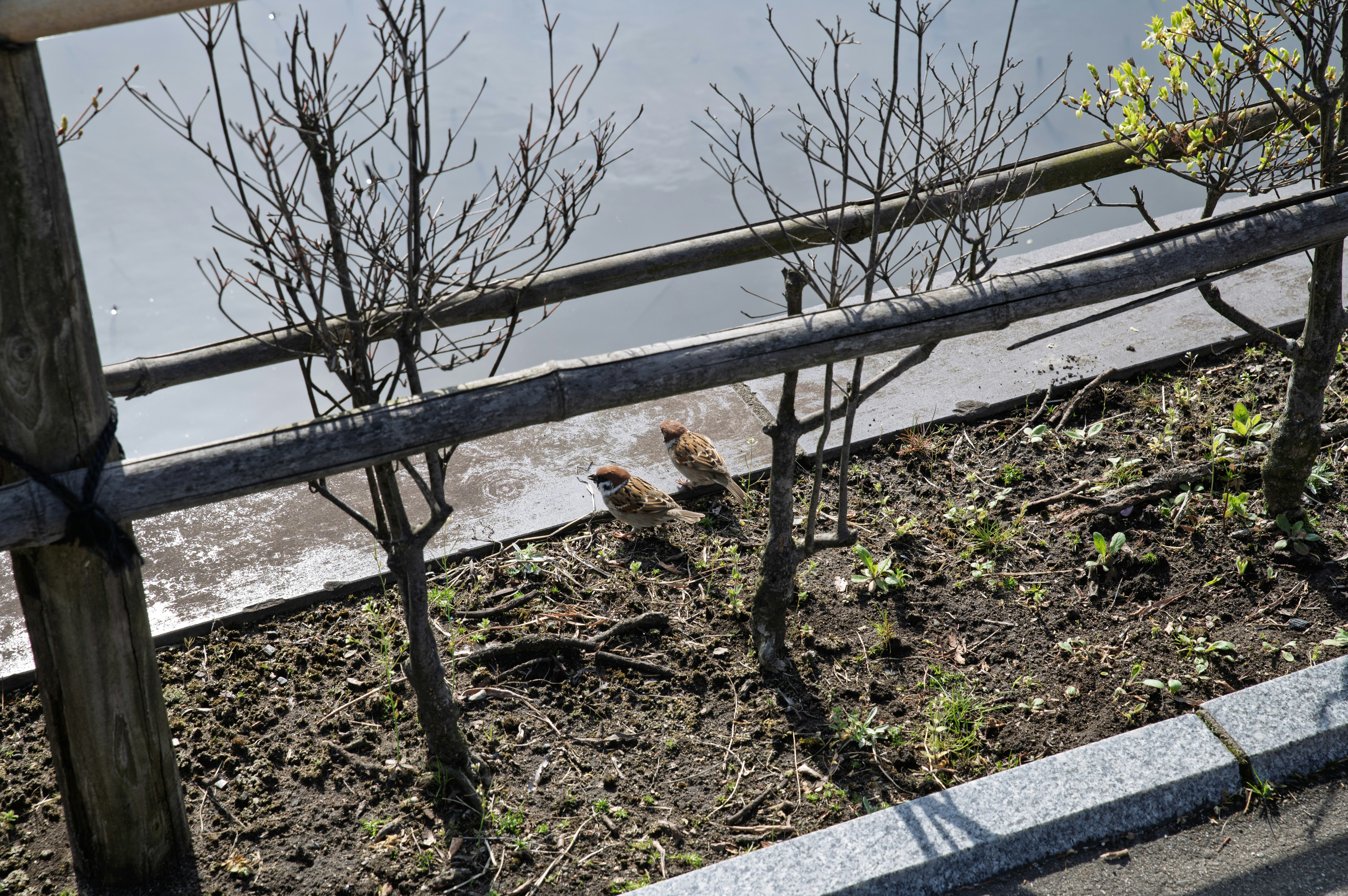 Two small birds on the riverbank framed by weathered railing