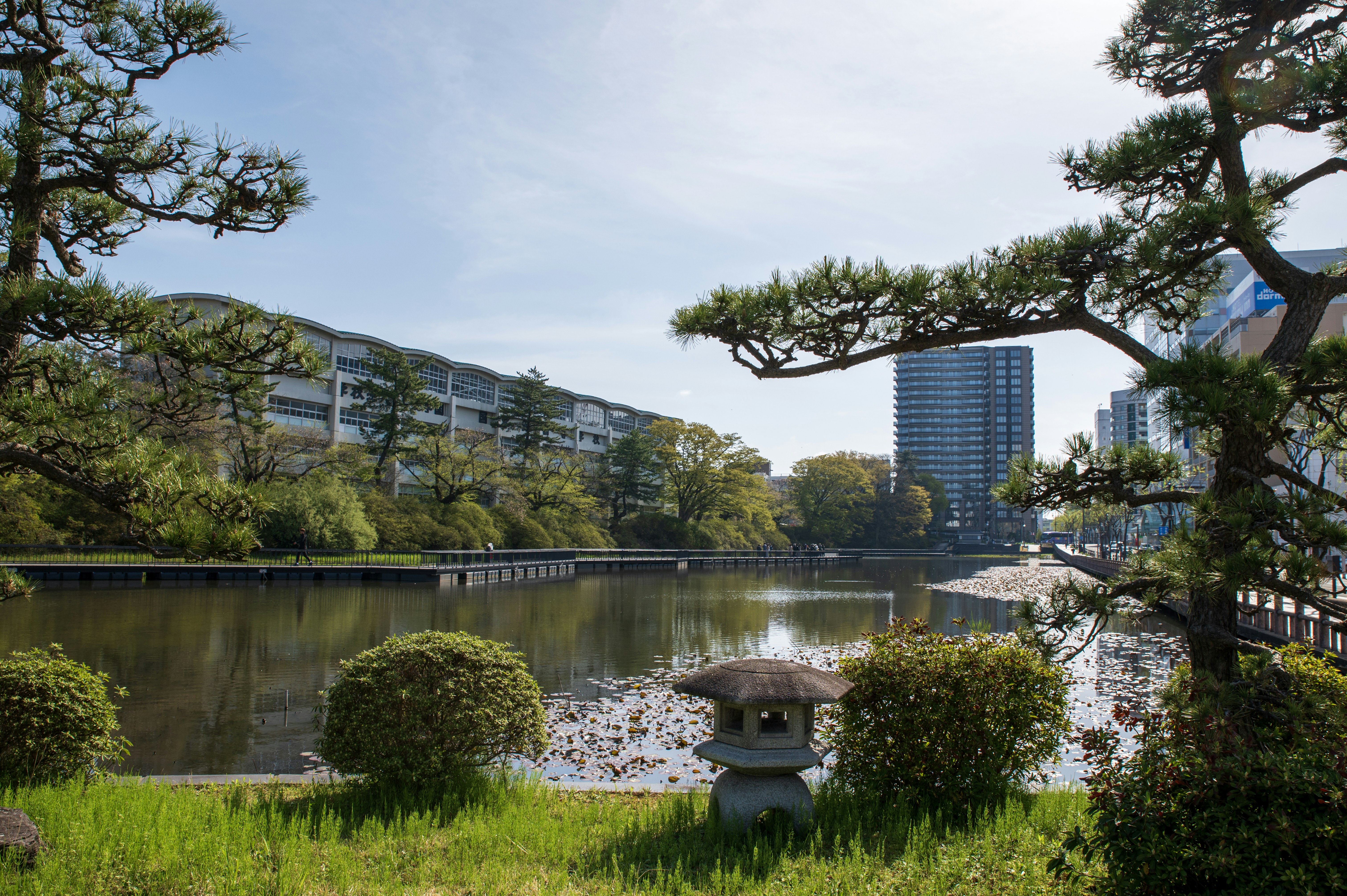Tranquil Japanese-inspired garden by the water with sculpted shrubs and modern buildings beyond