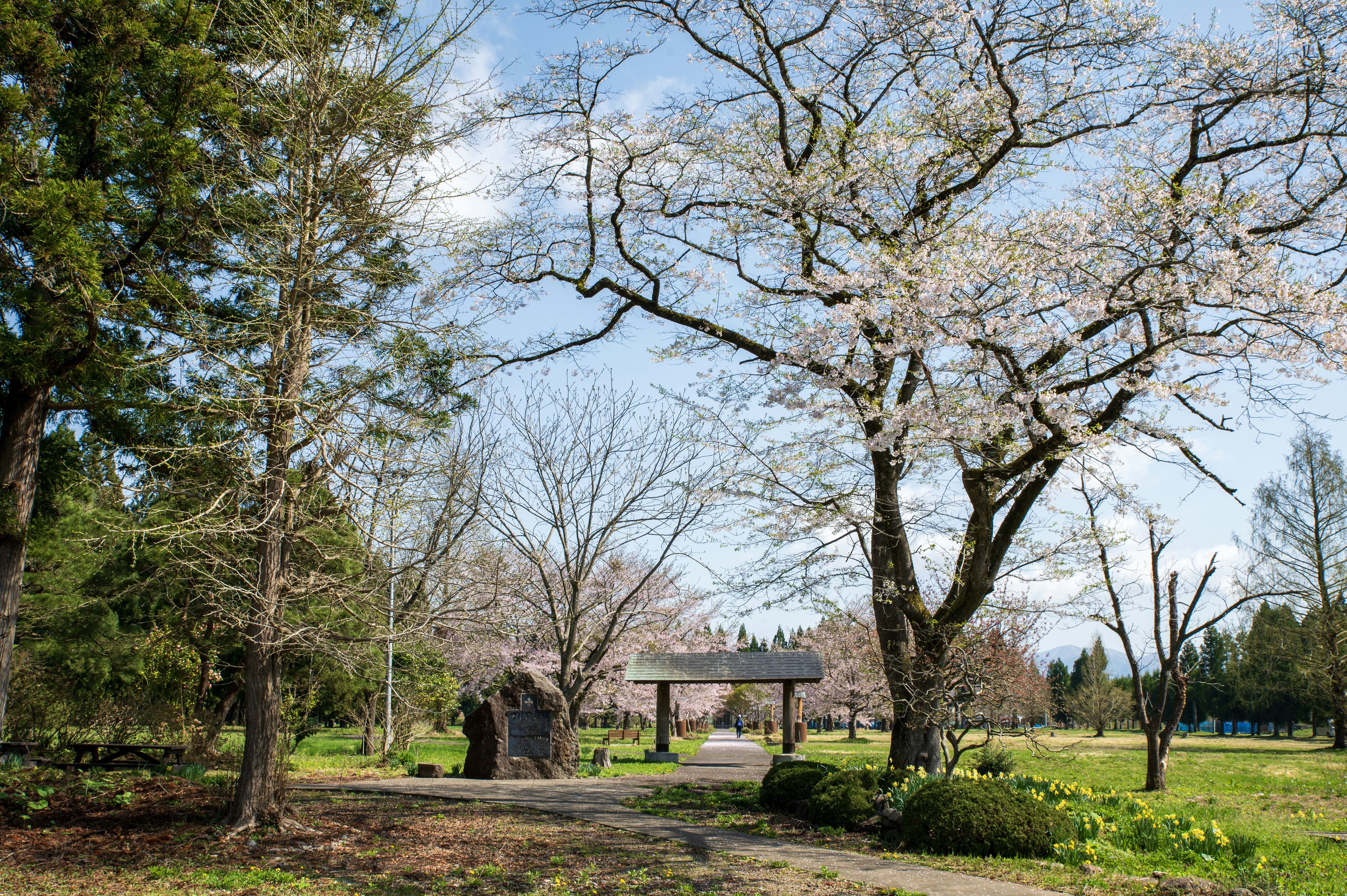 Spring Allée: Cherry Blossom Archway Under a Bright Park Sky
