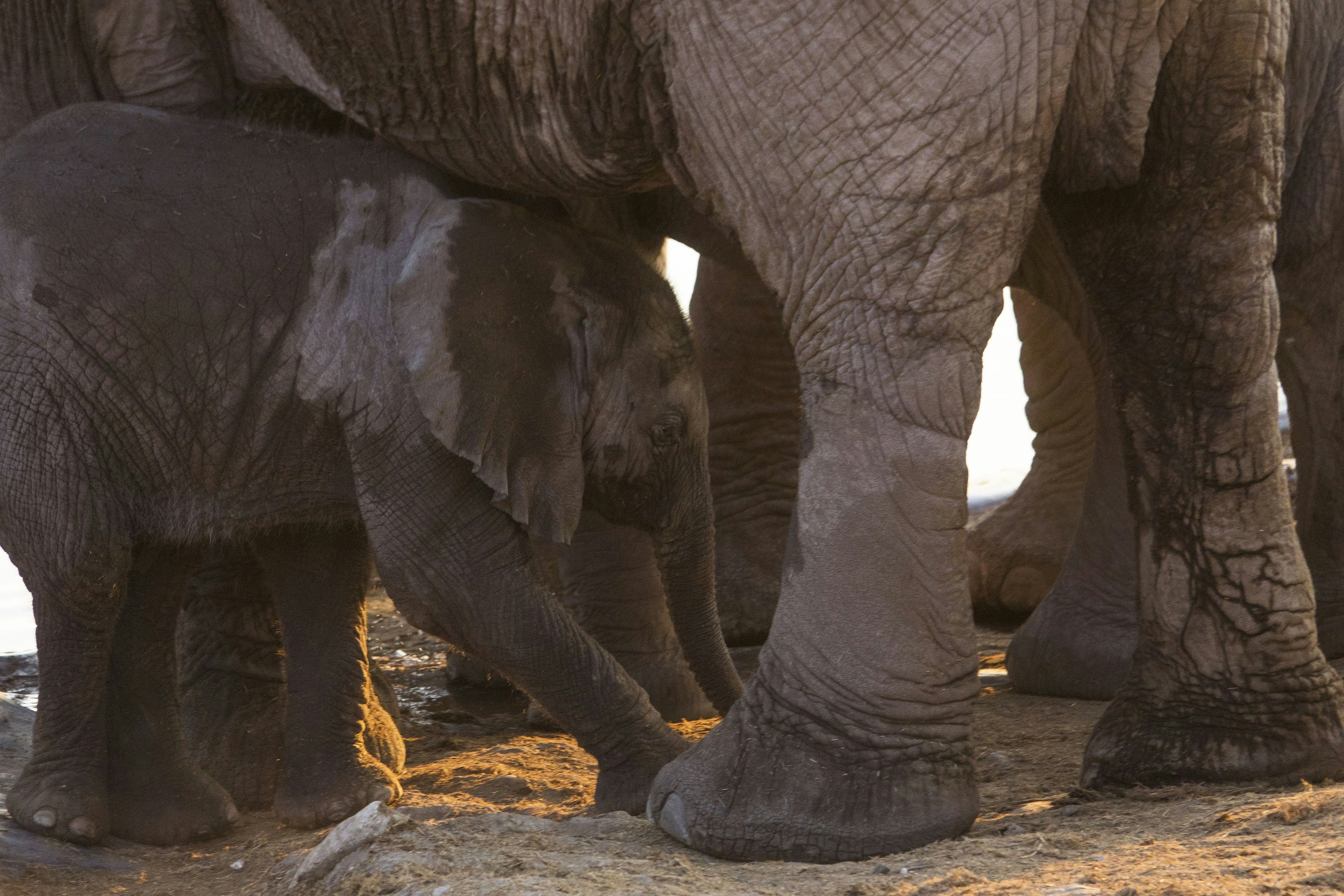 A Herd's Quiet Pause: Calf Nestled Beneath the Giants