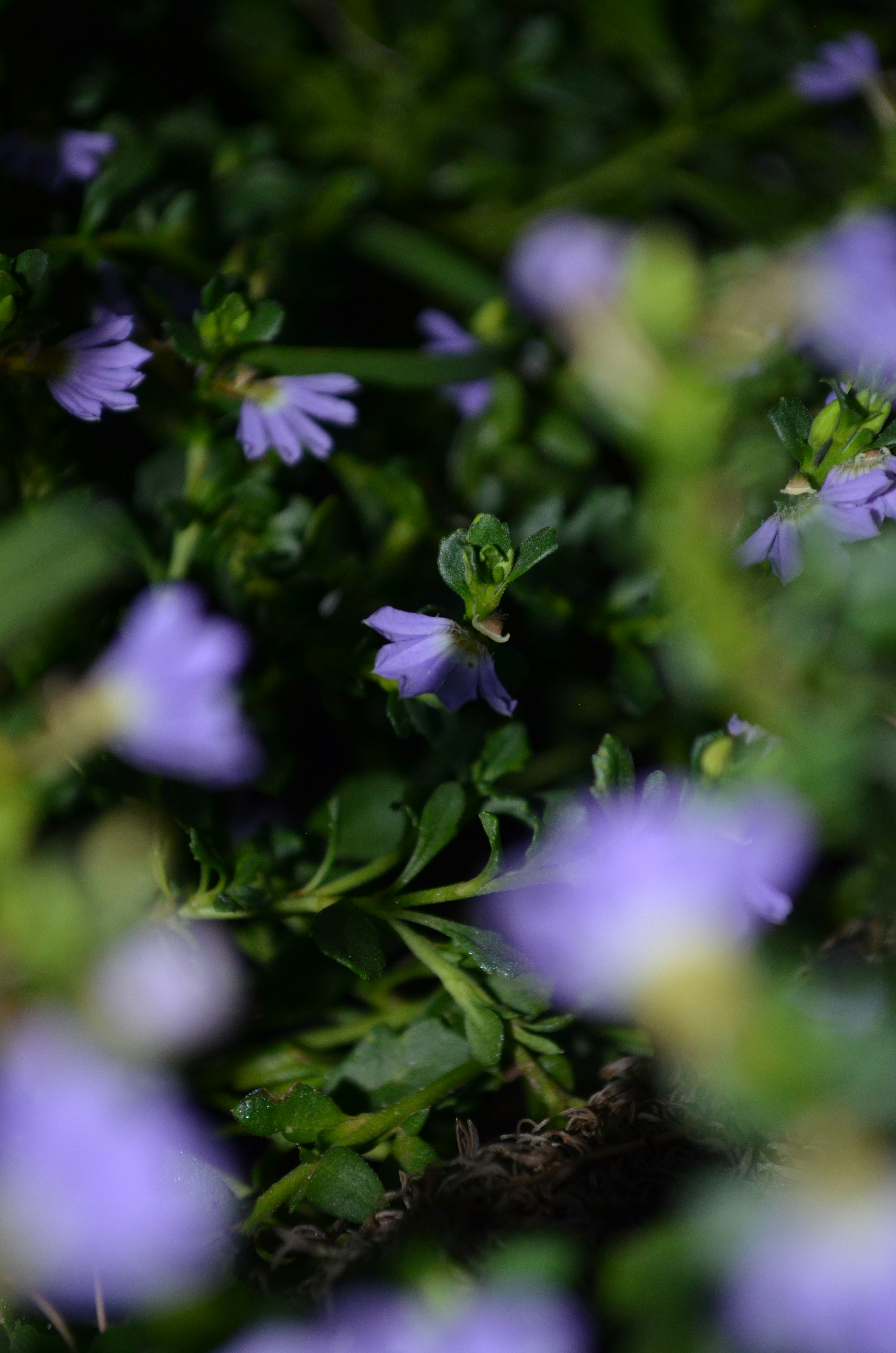Soft violet blooms peeking through a garden hush