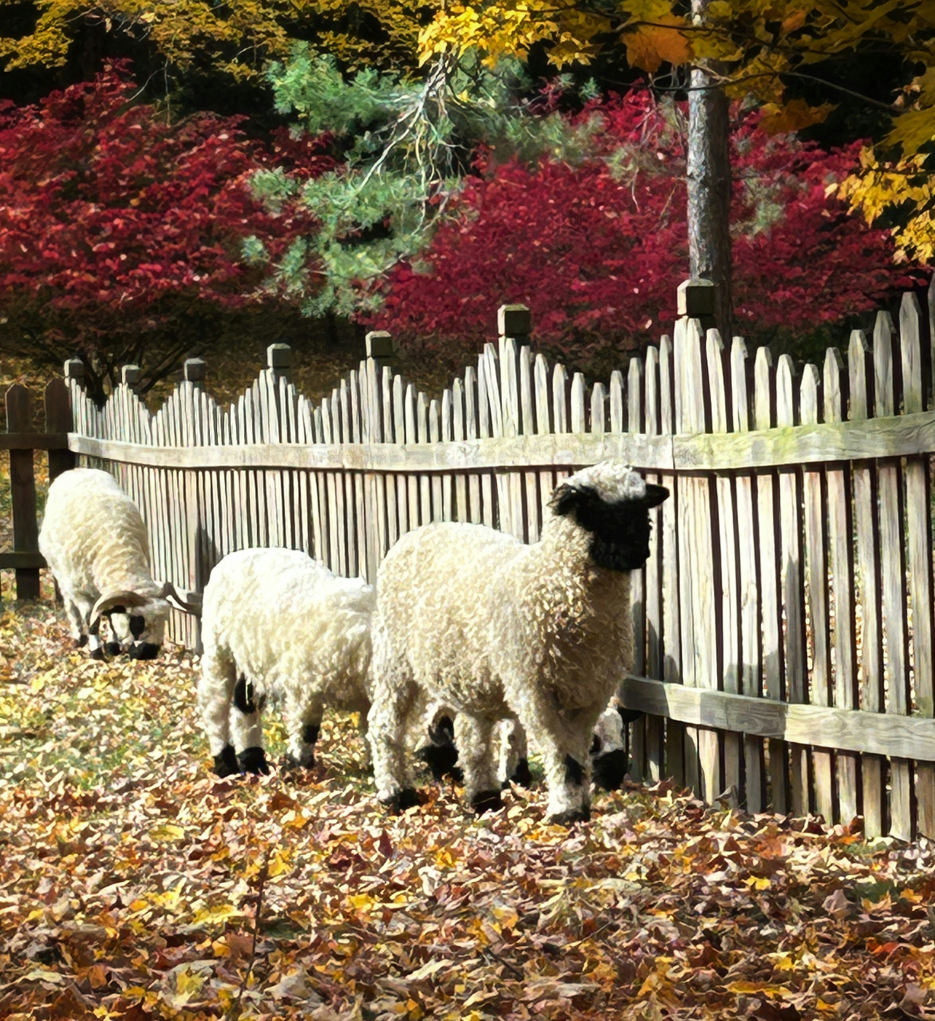 Autumn Sheep Parade Along a Rustic Fence