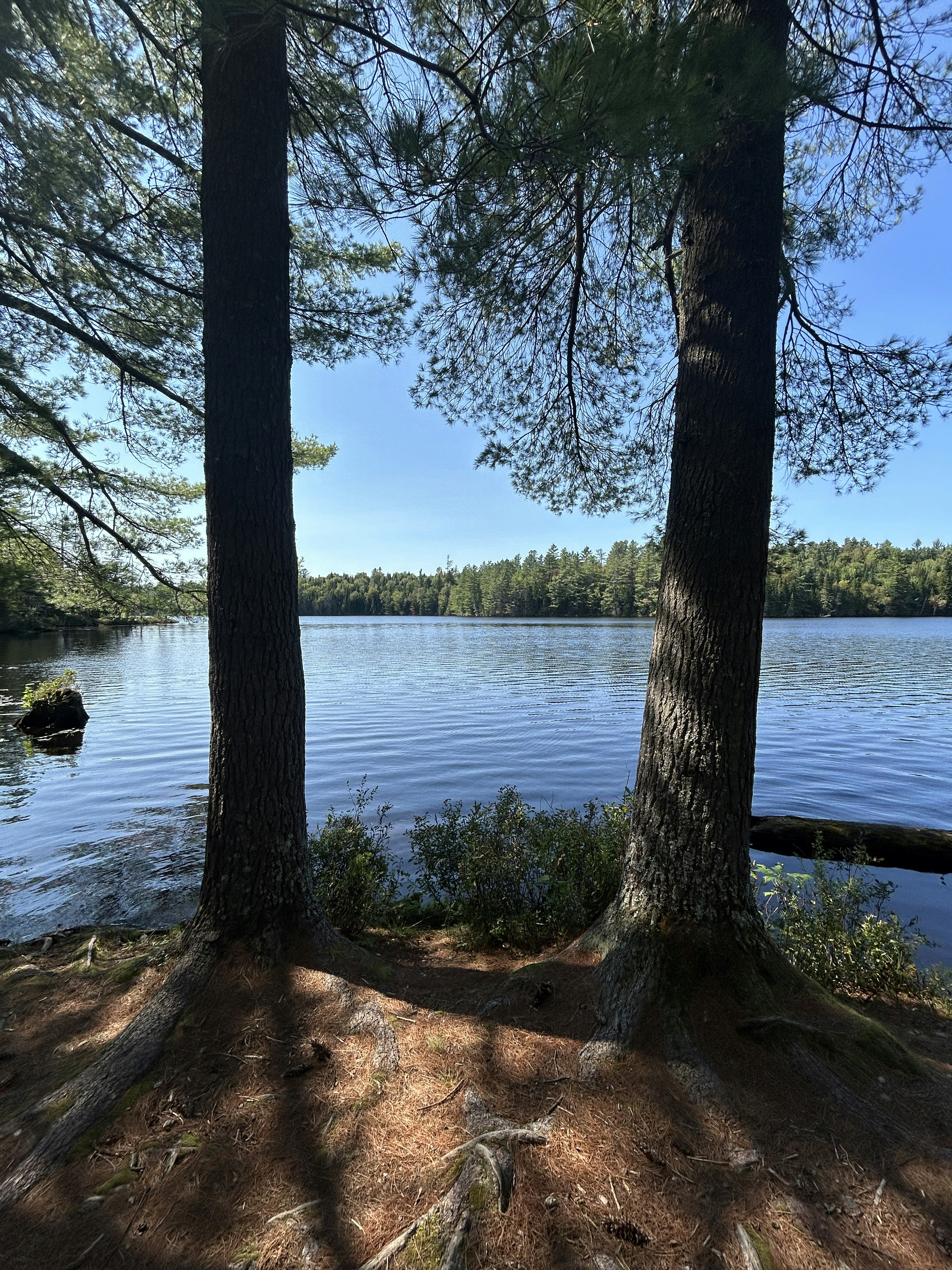Sunlit Pines Framing a Tranquil Lake