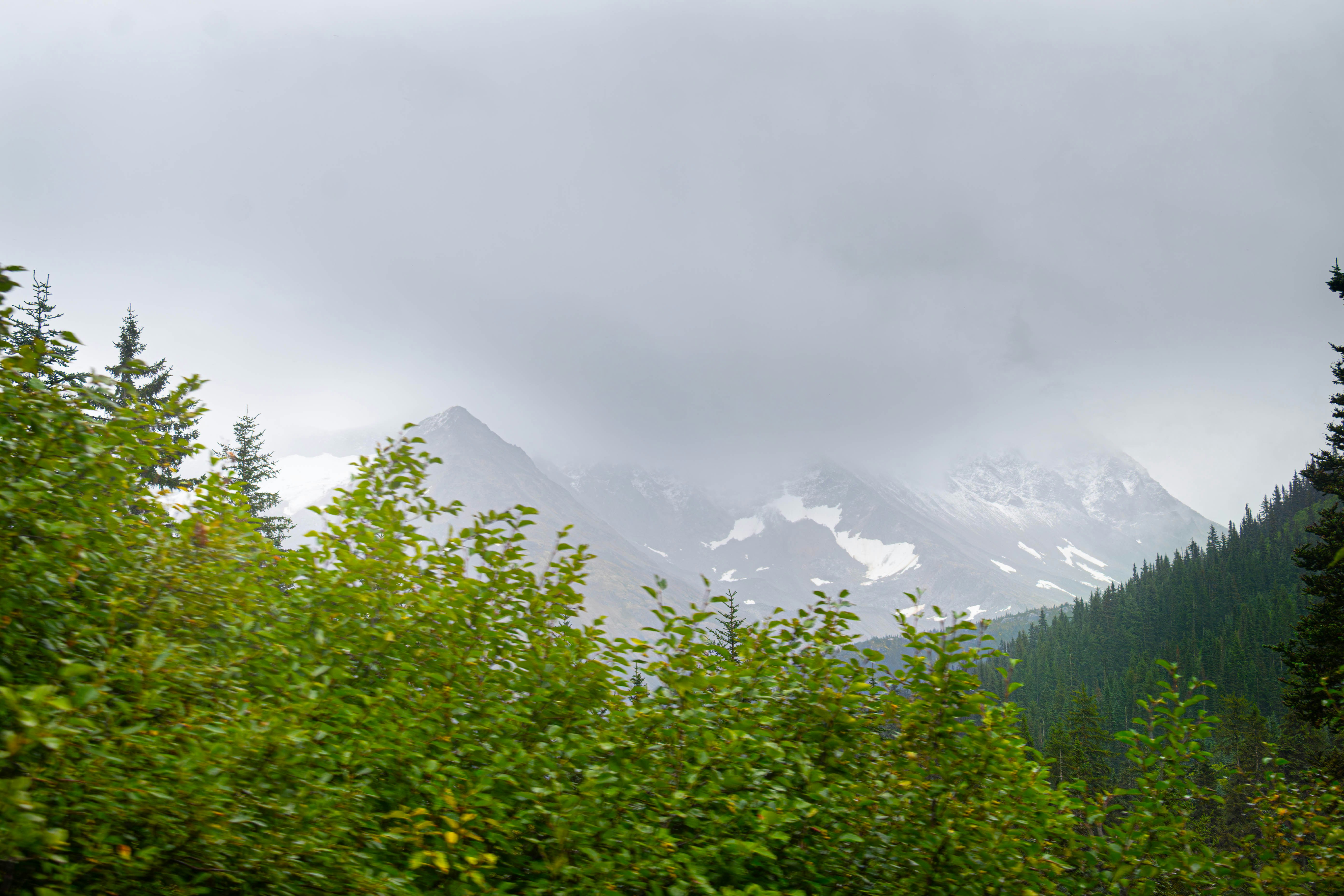Misty Peaks Above a Pine-Laden Foreground