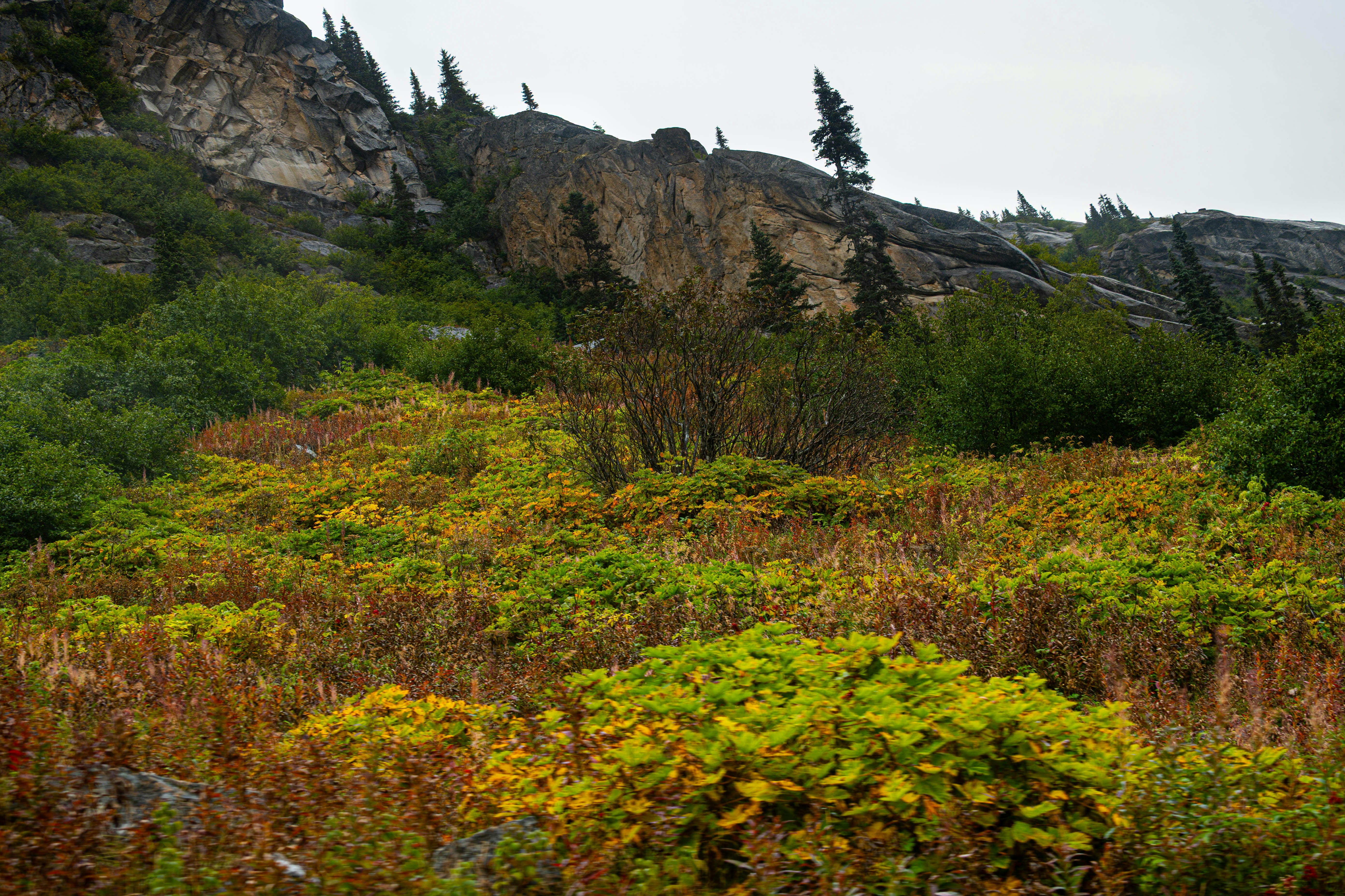 Autumn Heather-Clad Foothills Under a Rocky Spine