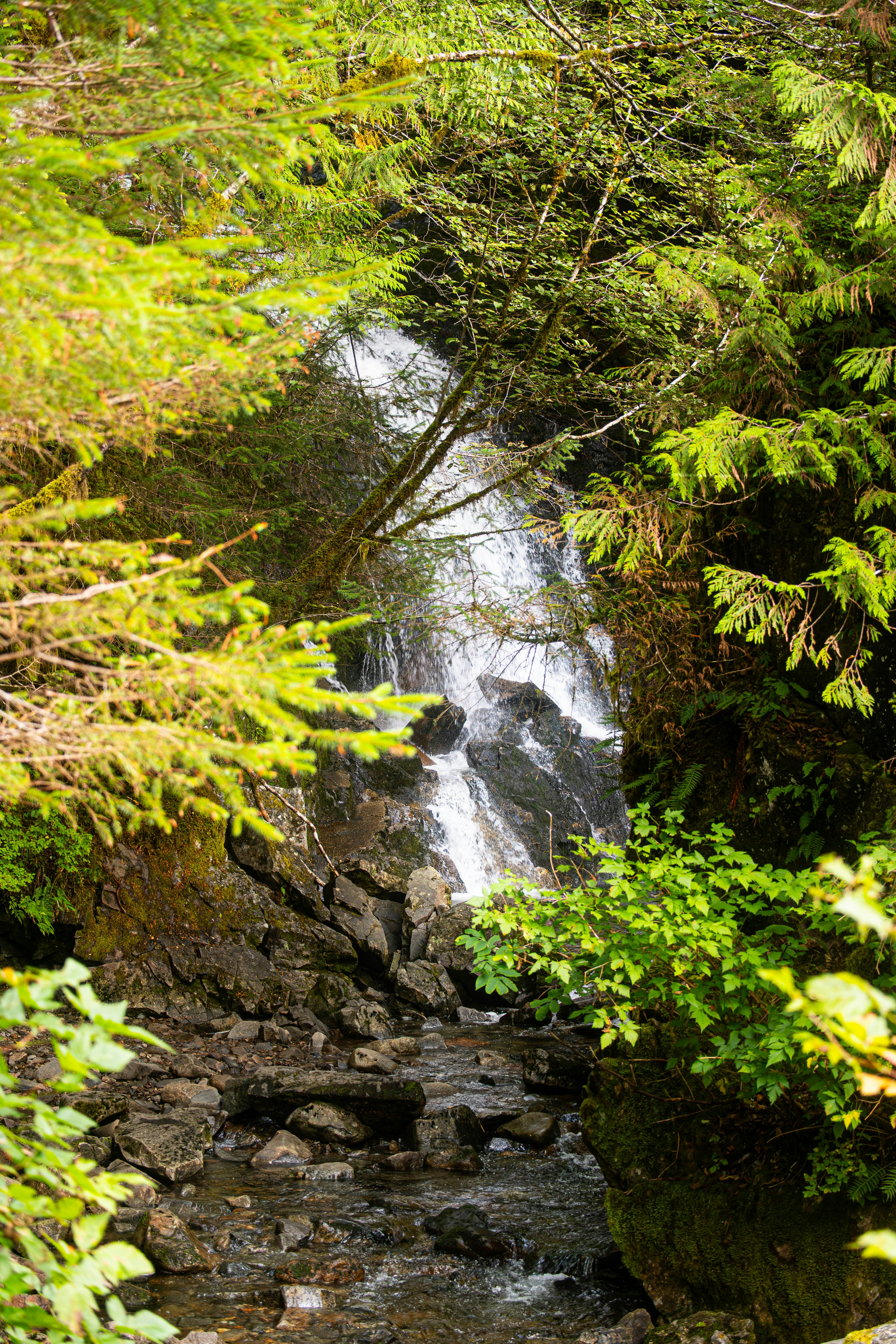 Hidden Falls in the Forest Cascade