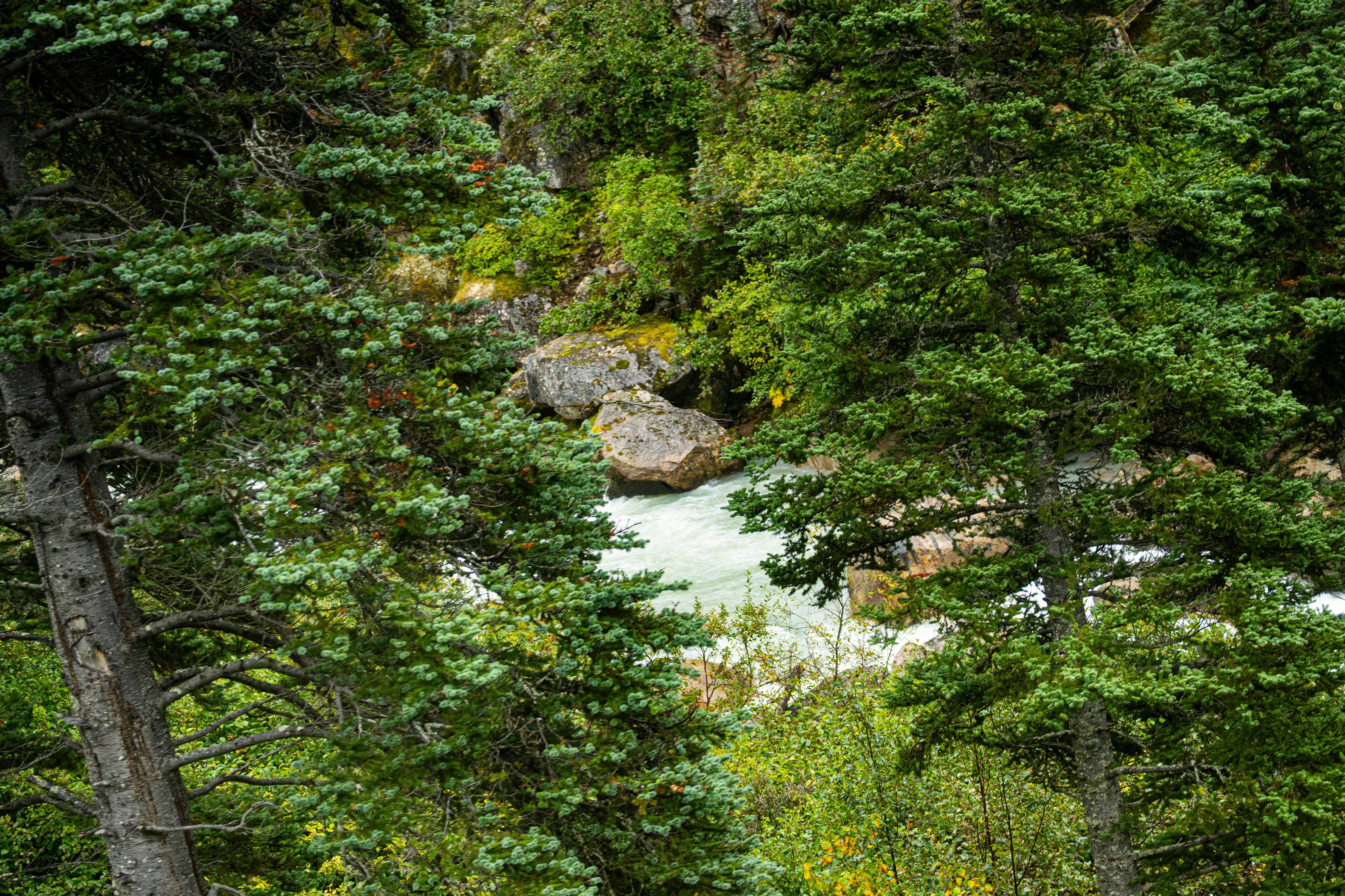 Forest Crest: Sunlit Stream Woven Through Dense Foliage