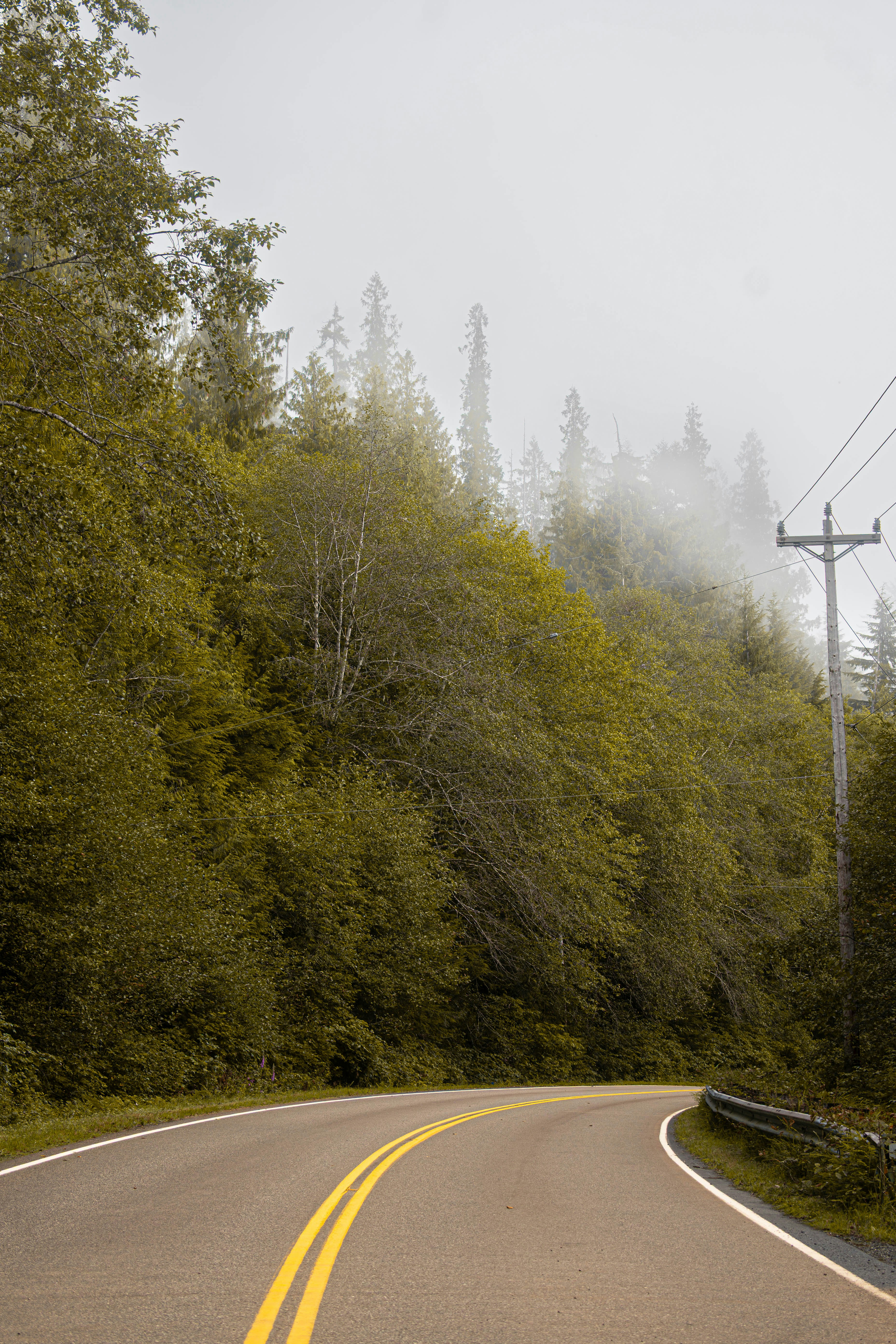 Coastal Curve: A Mountain Road Carves Through Mist and Pines
