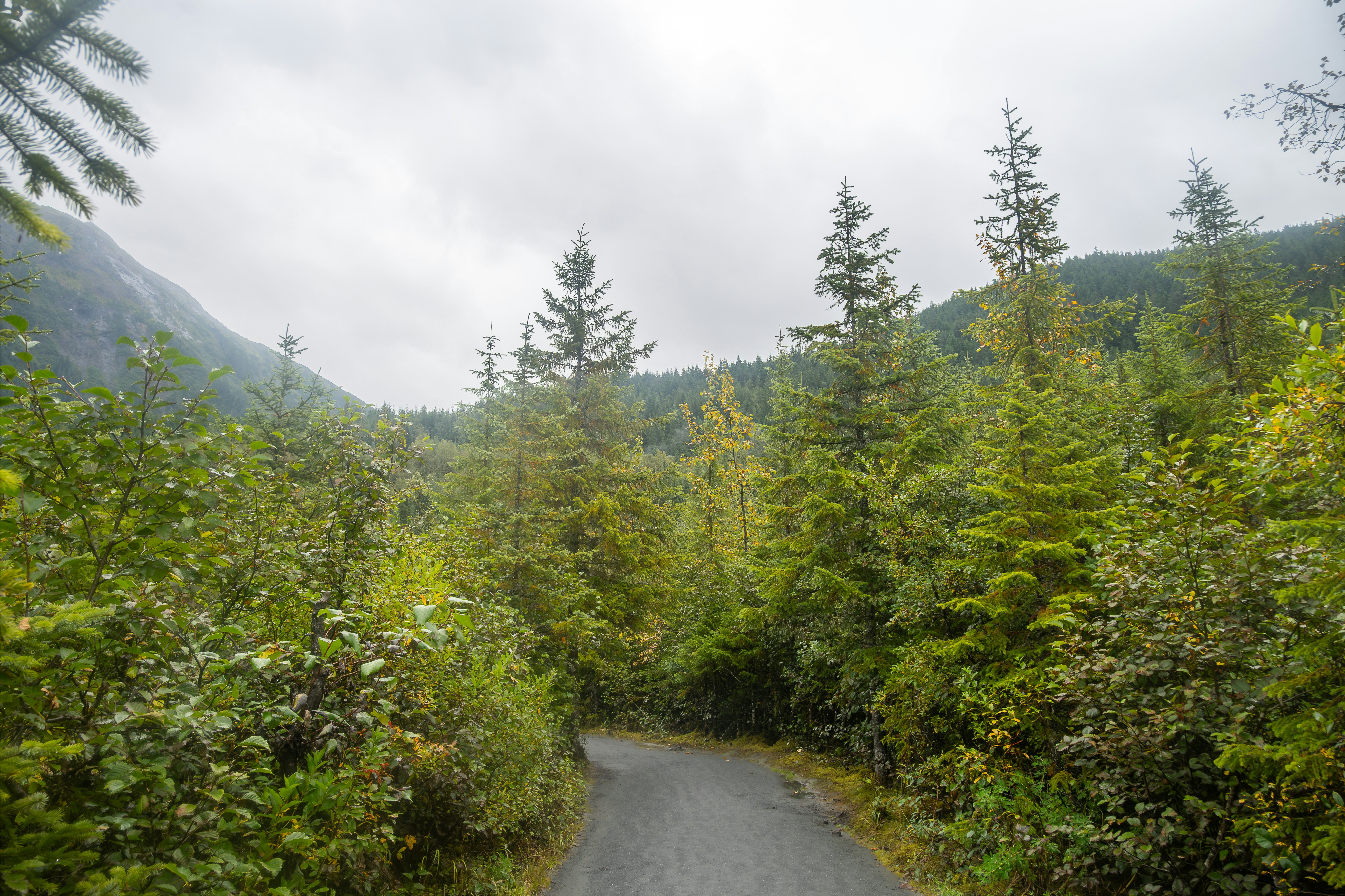 Forest Path Under Soft Overcast Light