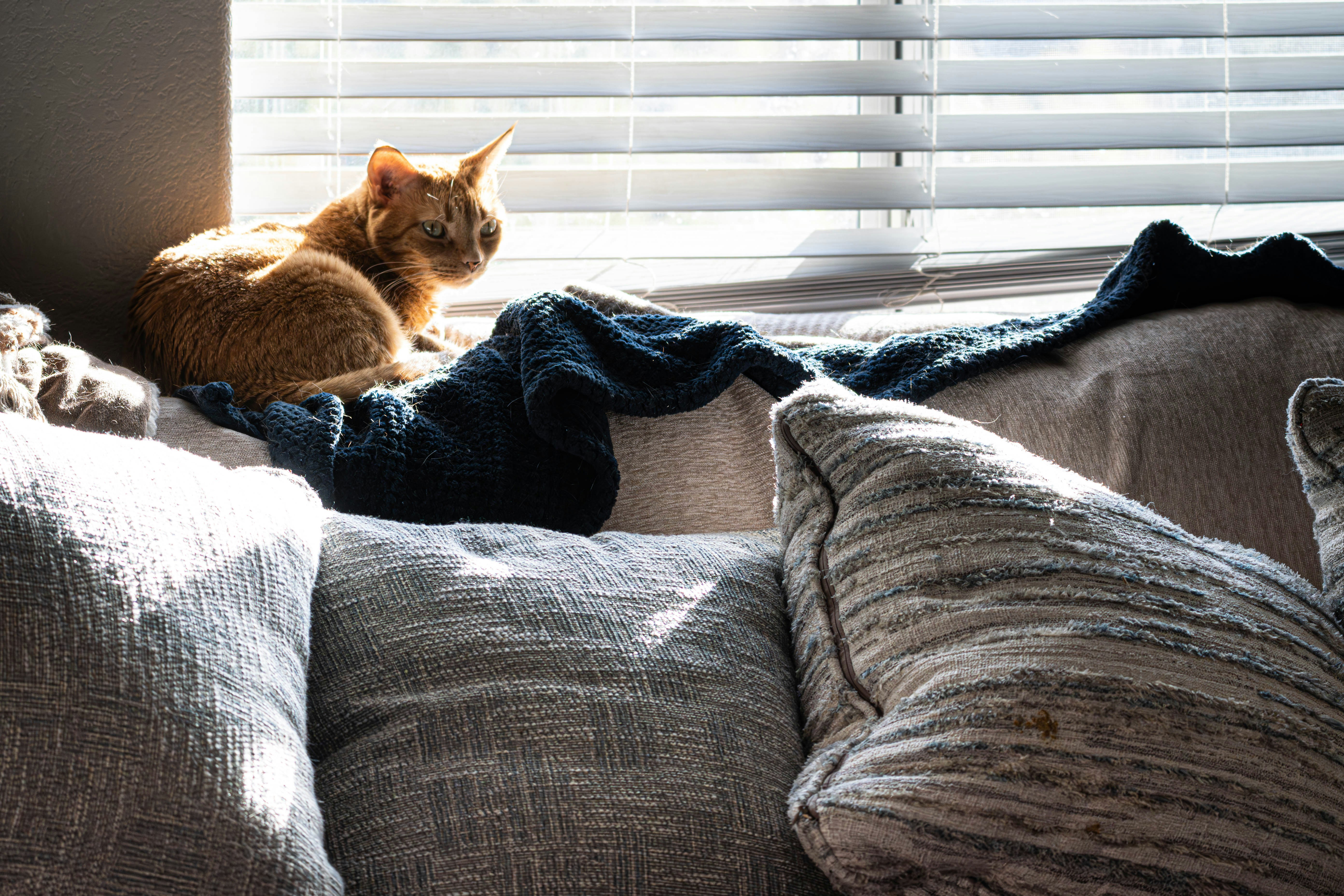 Sunlit Ginger Feline on a Window-Box Sofa