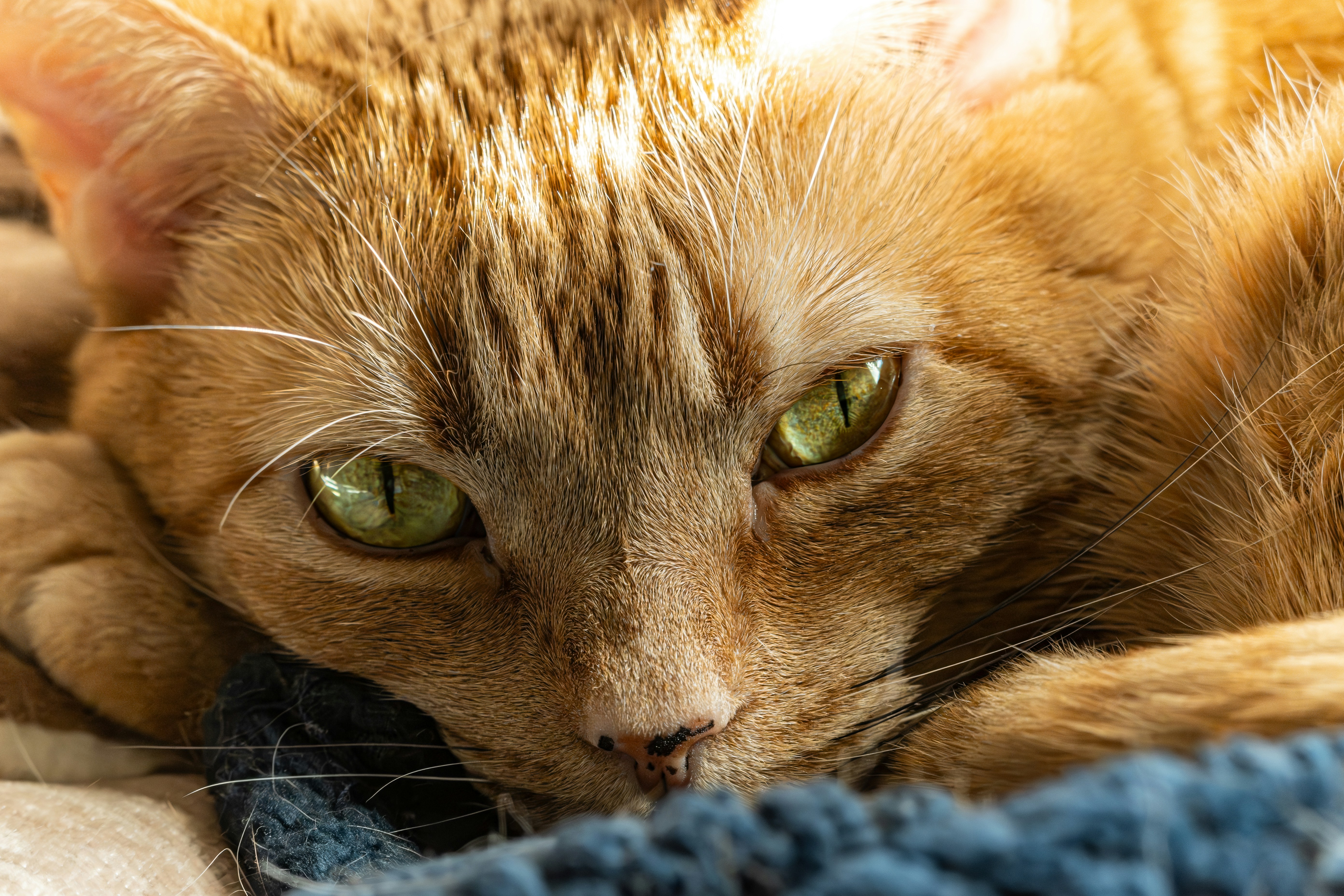 Close-up of a sleepy tabby: emerald gaze resting on a knitted blue edge