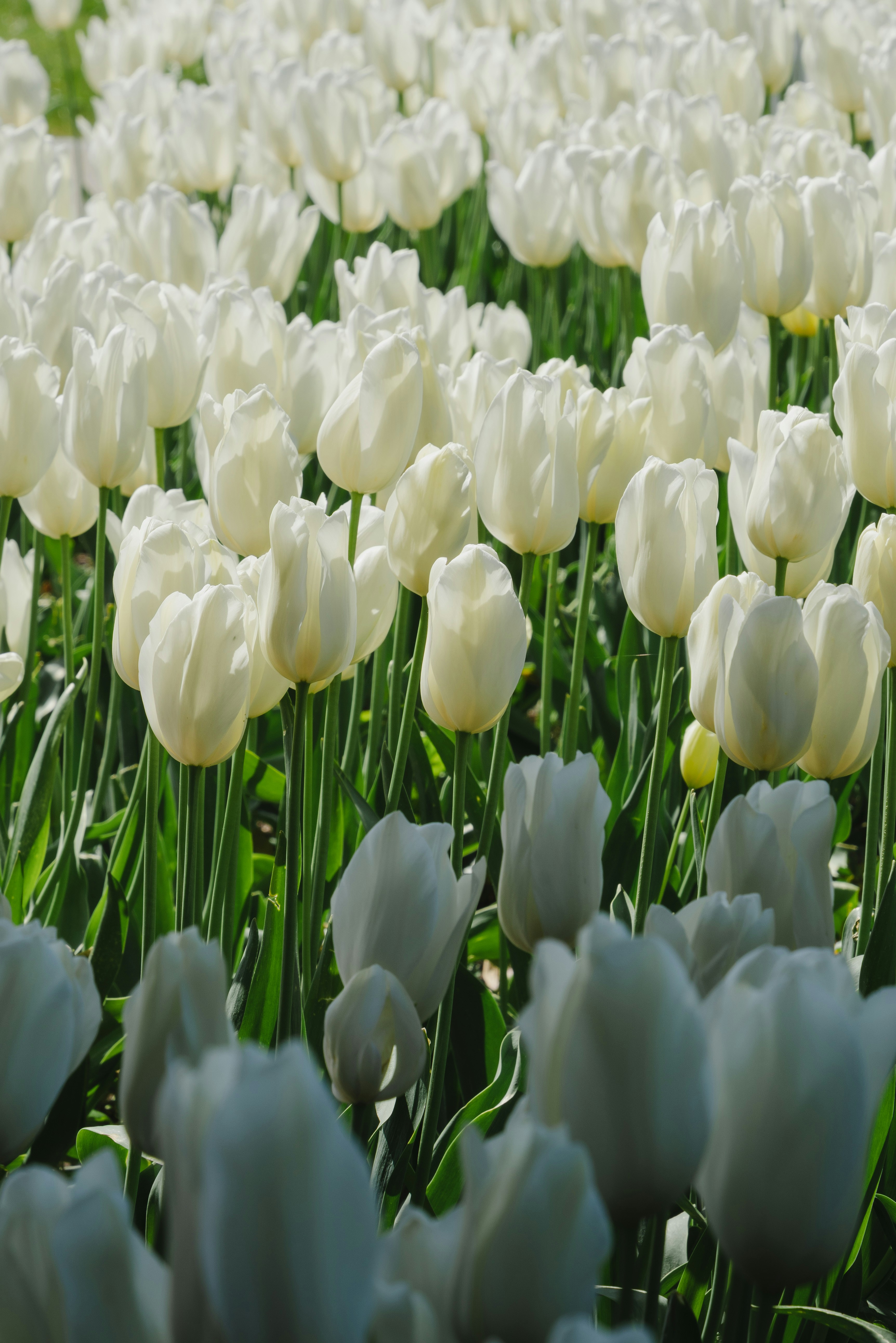 Field of Ivory Tulips: Morning Light on a Sea of White Petals