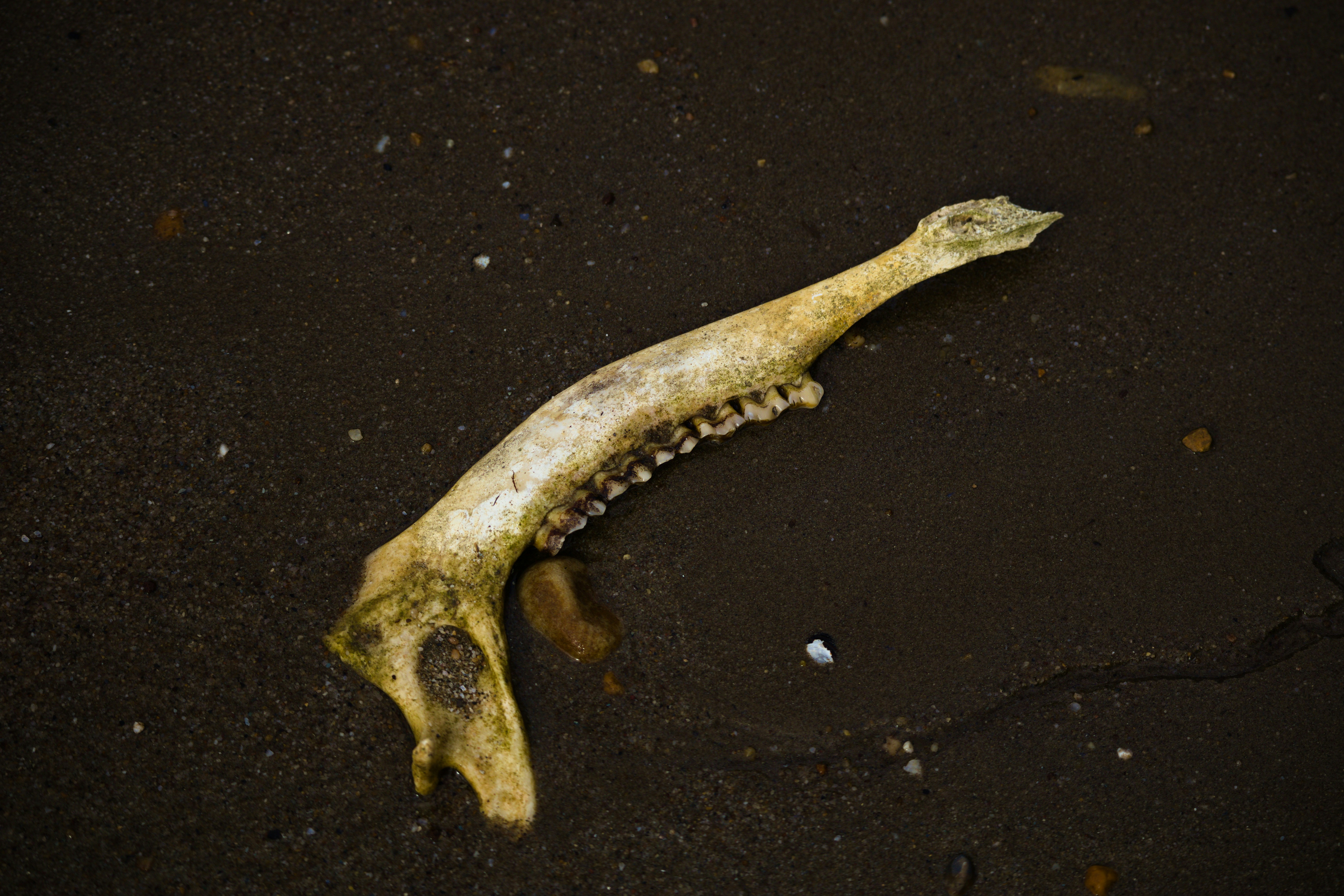 Bone Remnant on Dark Shore: A Quiet Coastal Find