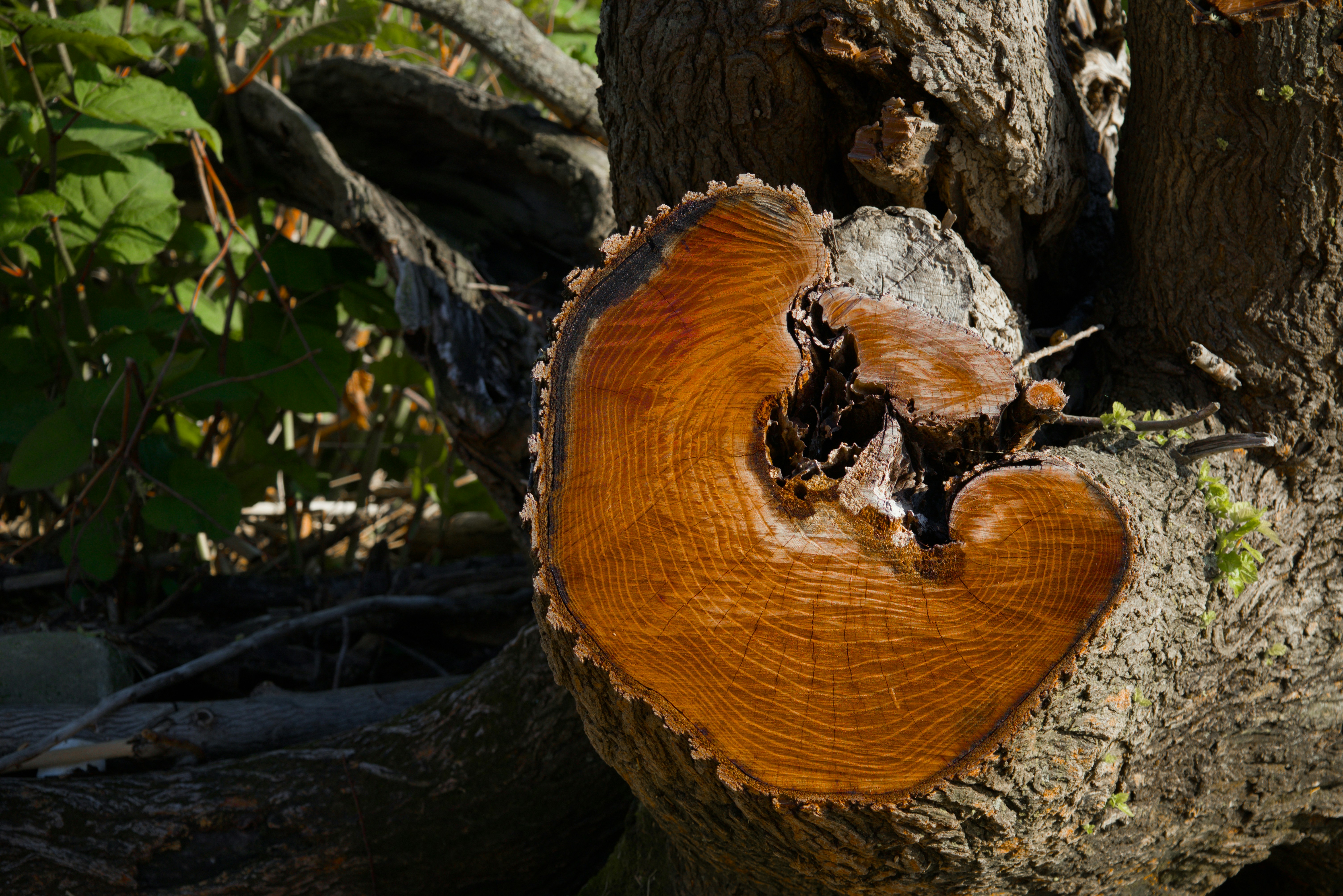 A Cross-Section of Time: The Oak’s Golden Ring