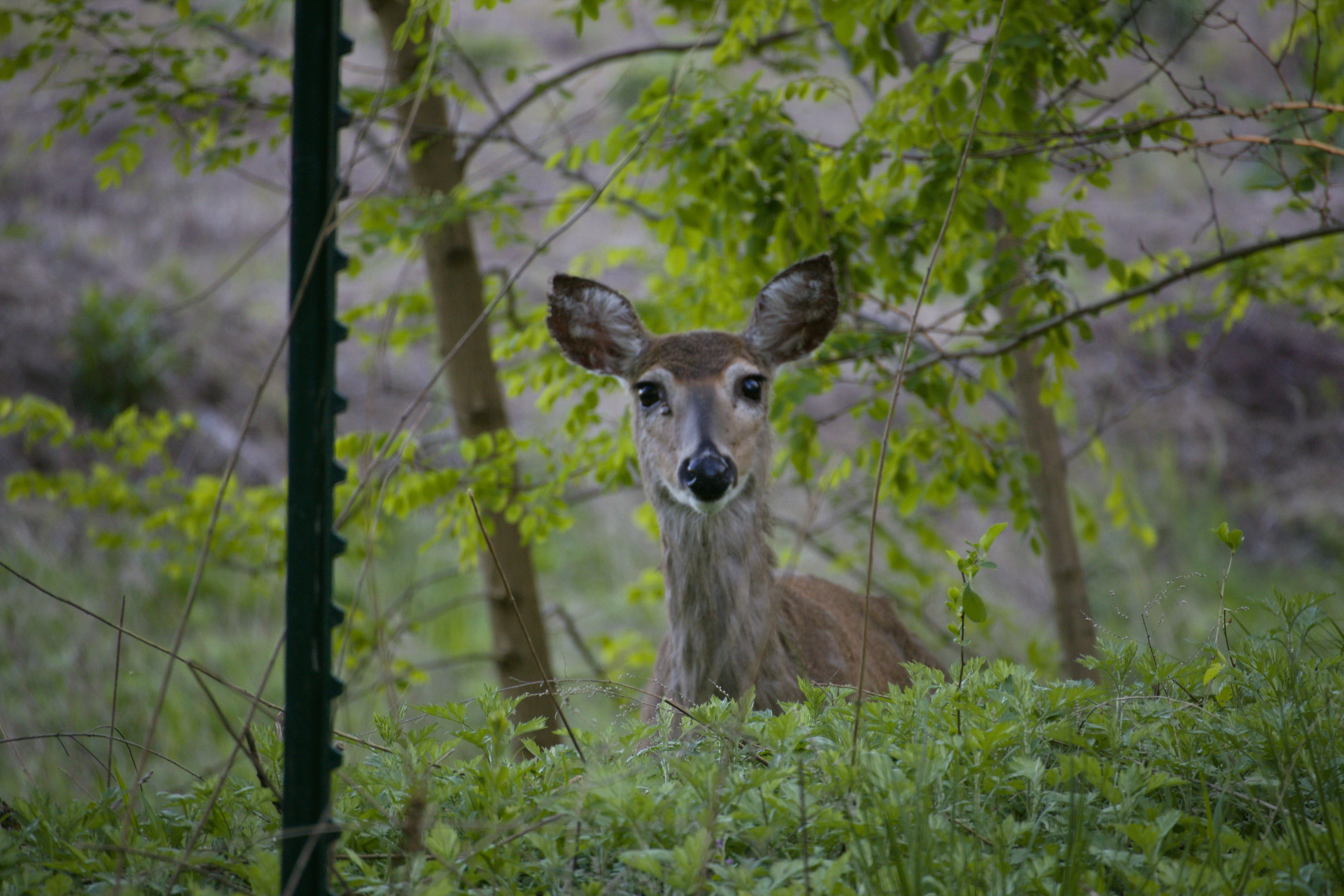 Hidden Spotlight: A deer pauses behind a green hedge