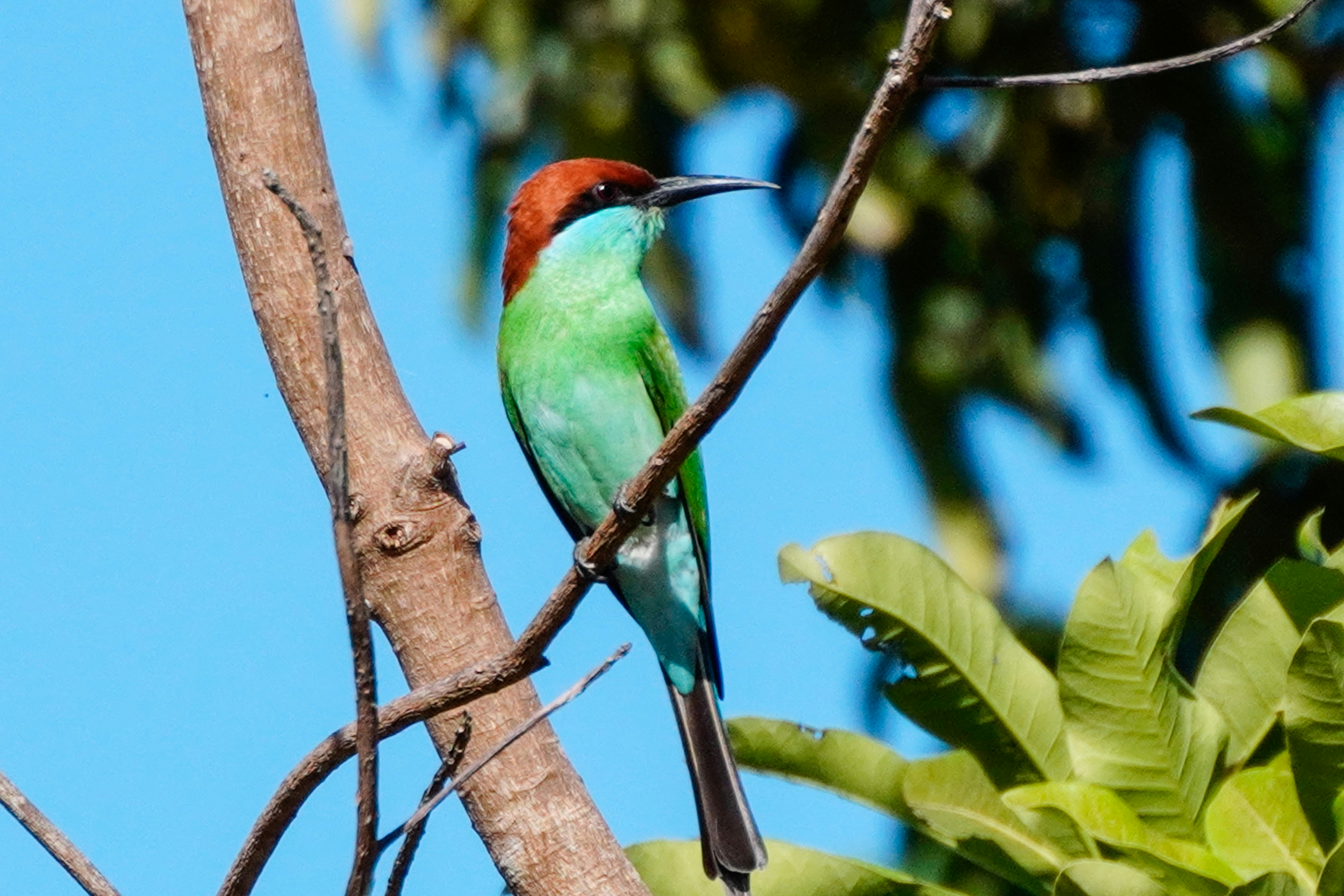 Emerald Kingfisher Perched Among Branches Against a Bright Sky