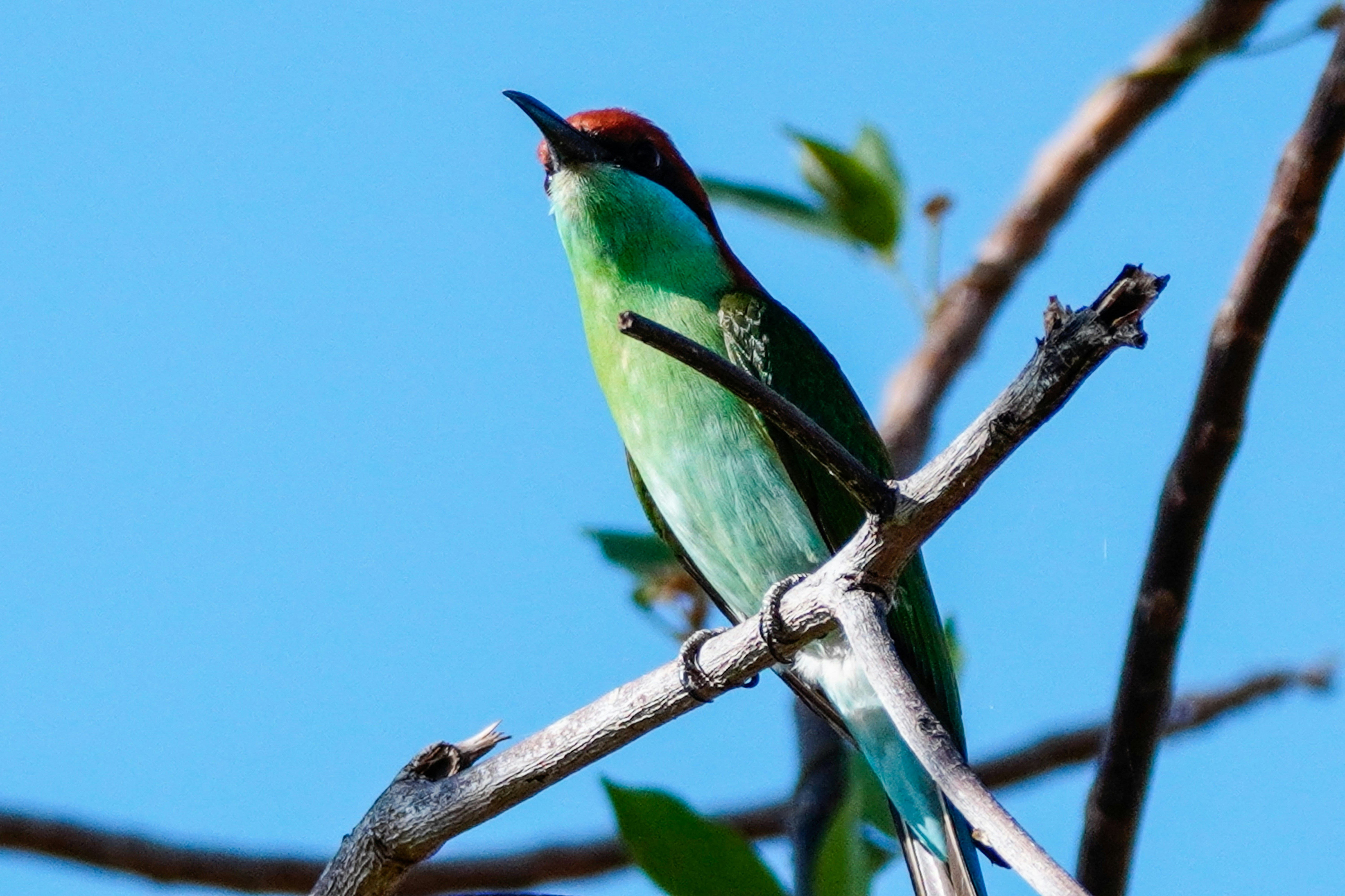 Emerald Perch: A Green-Hued Kingfisher in Bright Skies