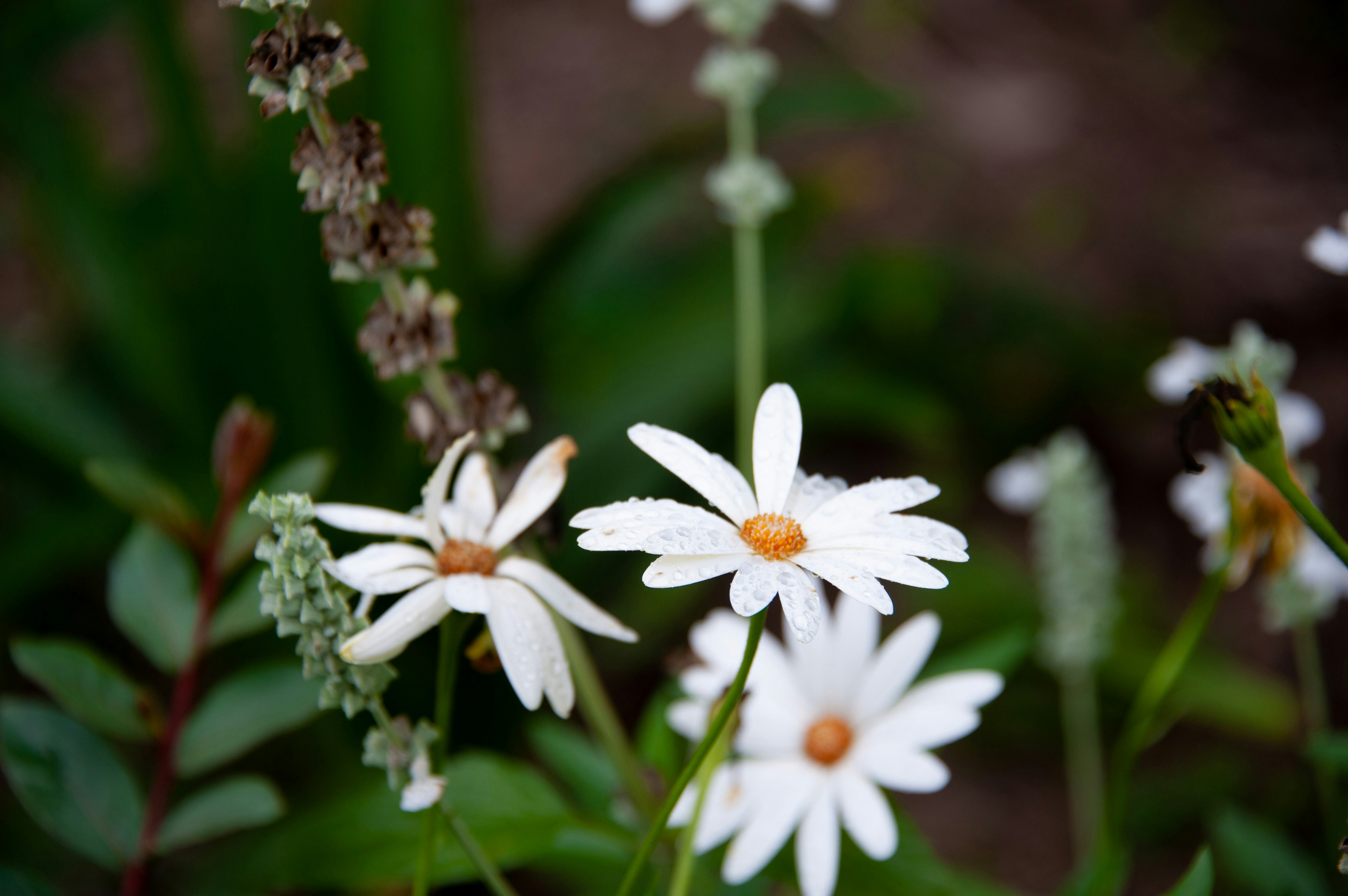 Close-Up of White Daisies in a Green Garden Bed