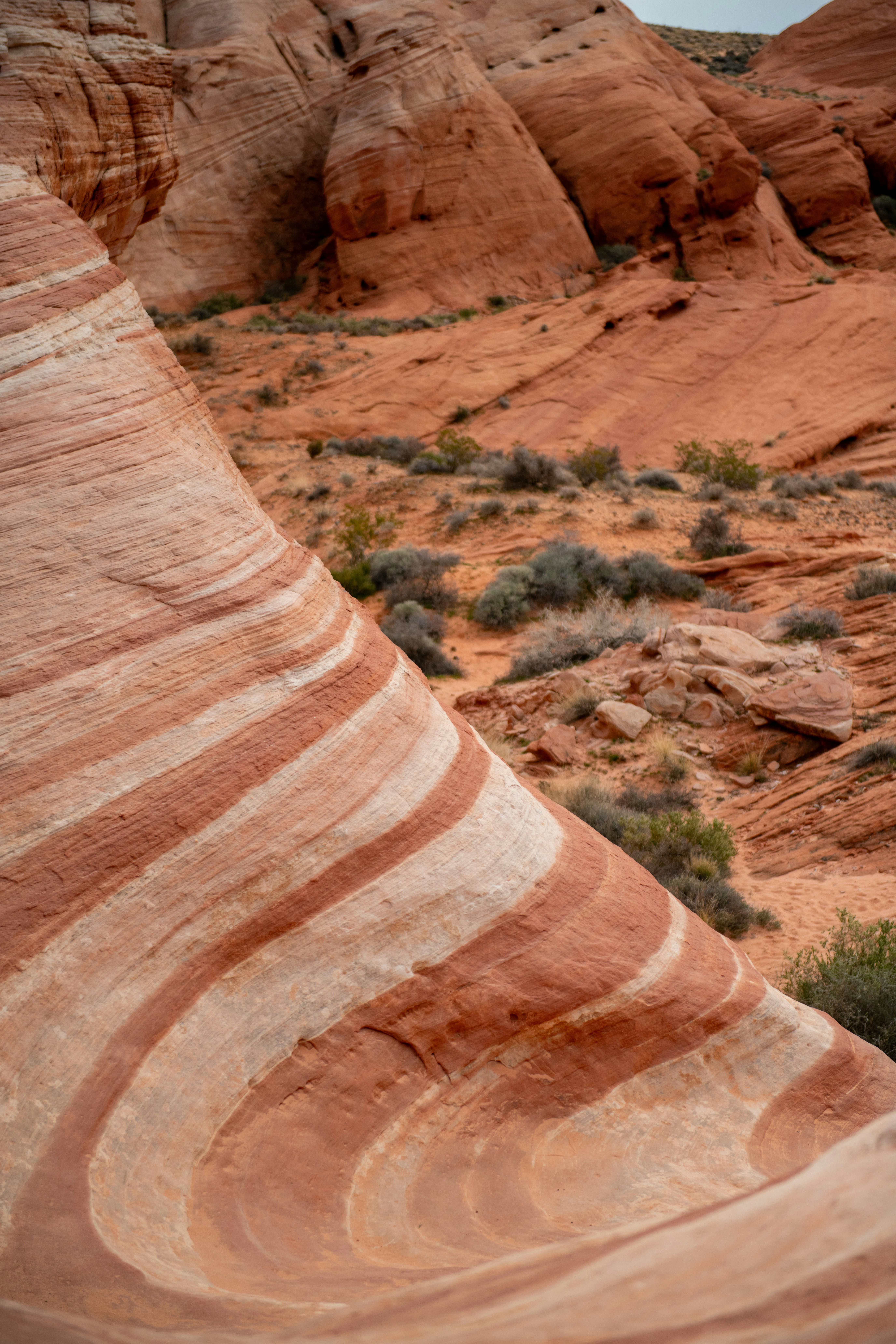 Curved Ribbon of Clay: Strata in Desert Light