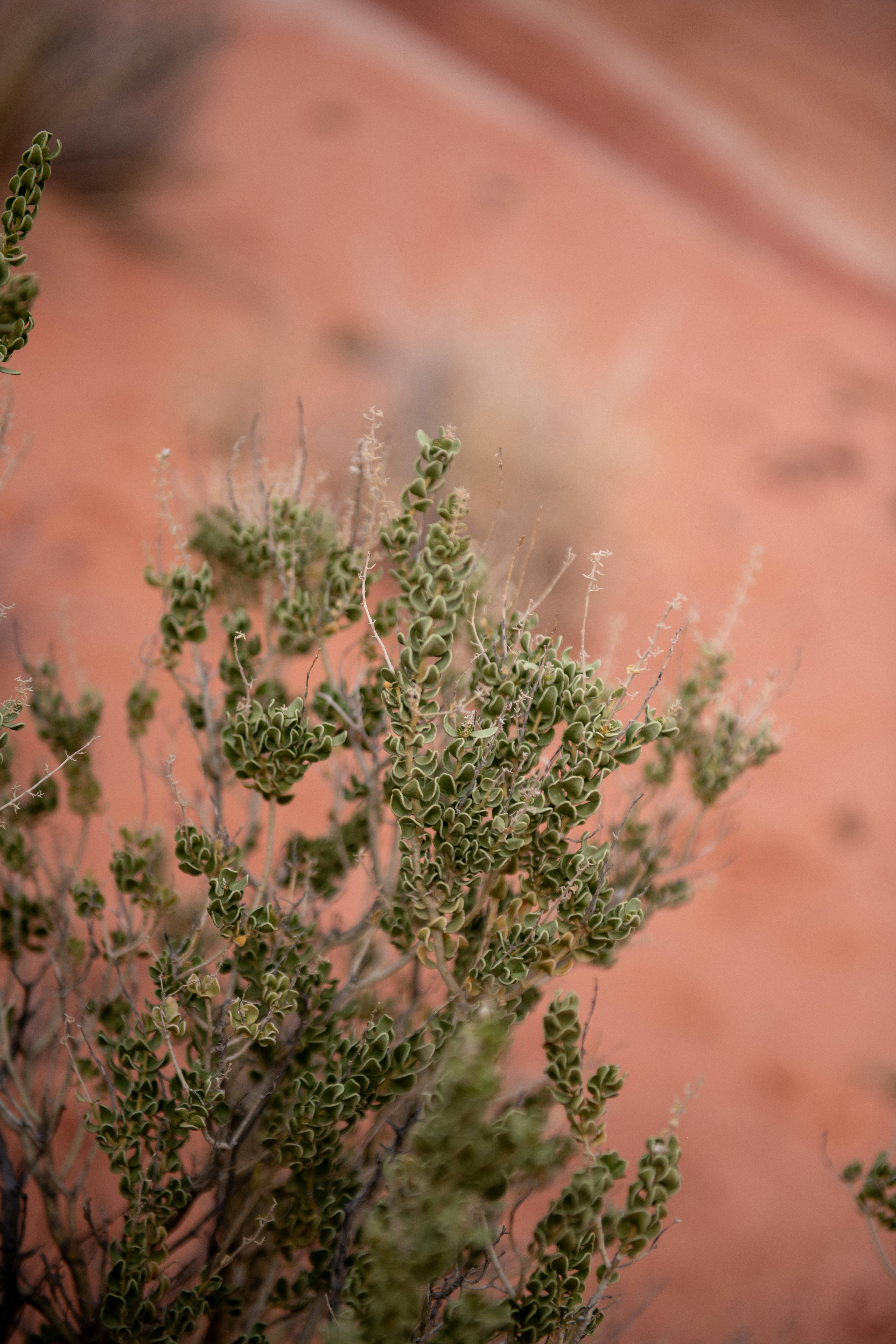 Desert Sage in Focus: Fronds Climbing a Sunlit Dune