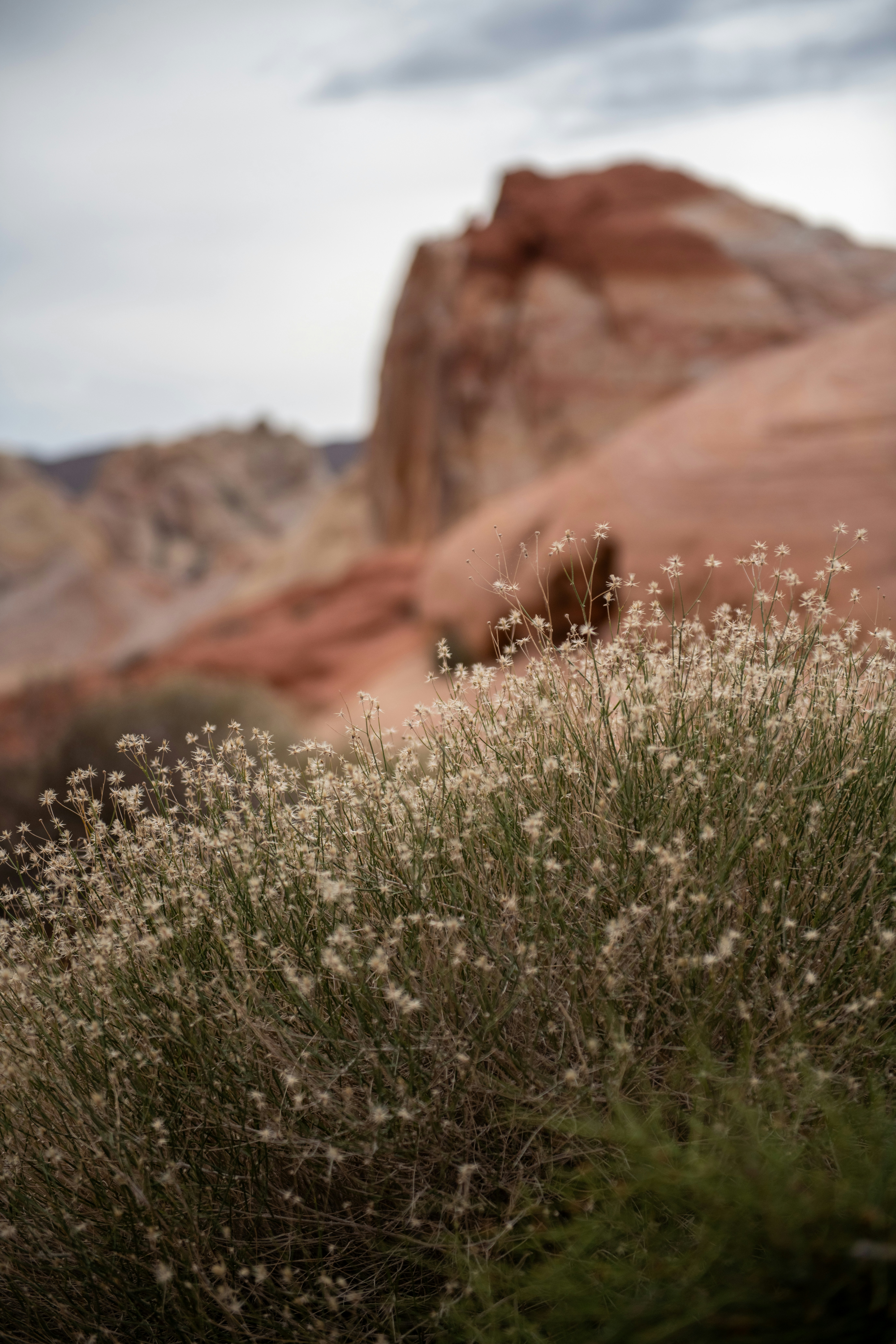 Desert Wildflowers in the Shadows of Red Rock Formations