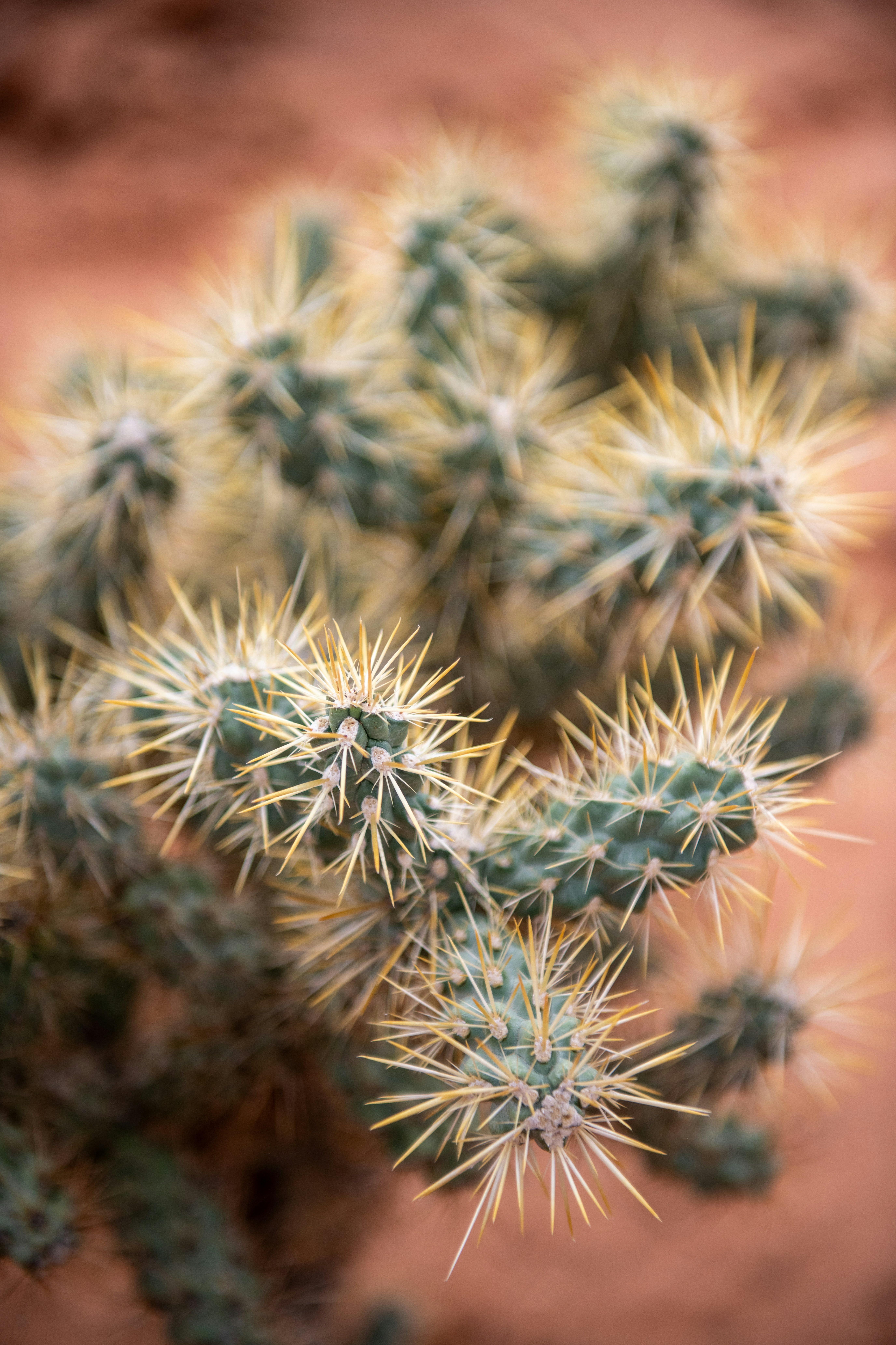 Spiky Delicate: Close-Up of a Desert Cactus Burst of Thorns