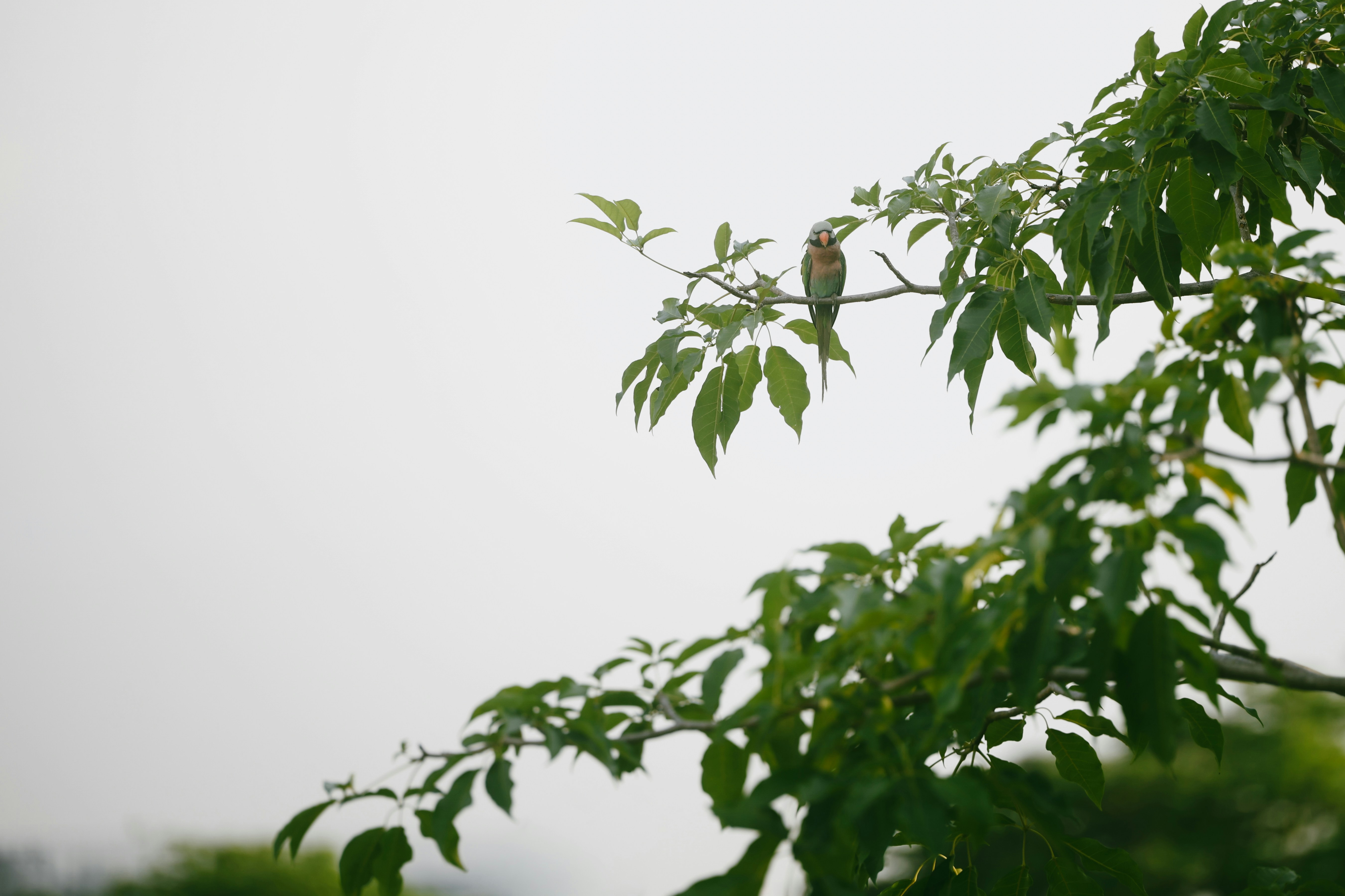 Perched on a Silk-Leaf Finale