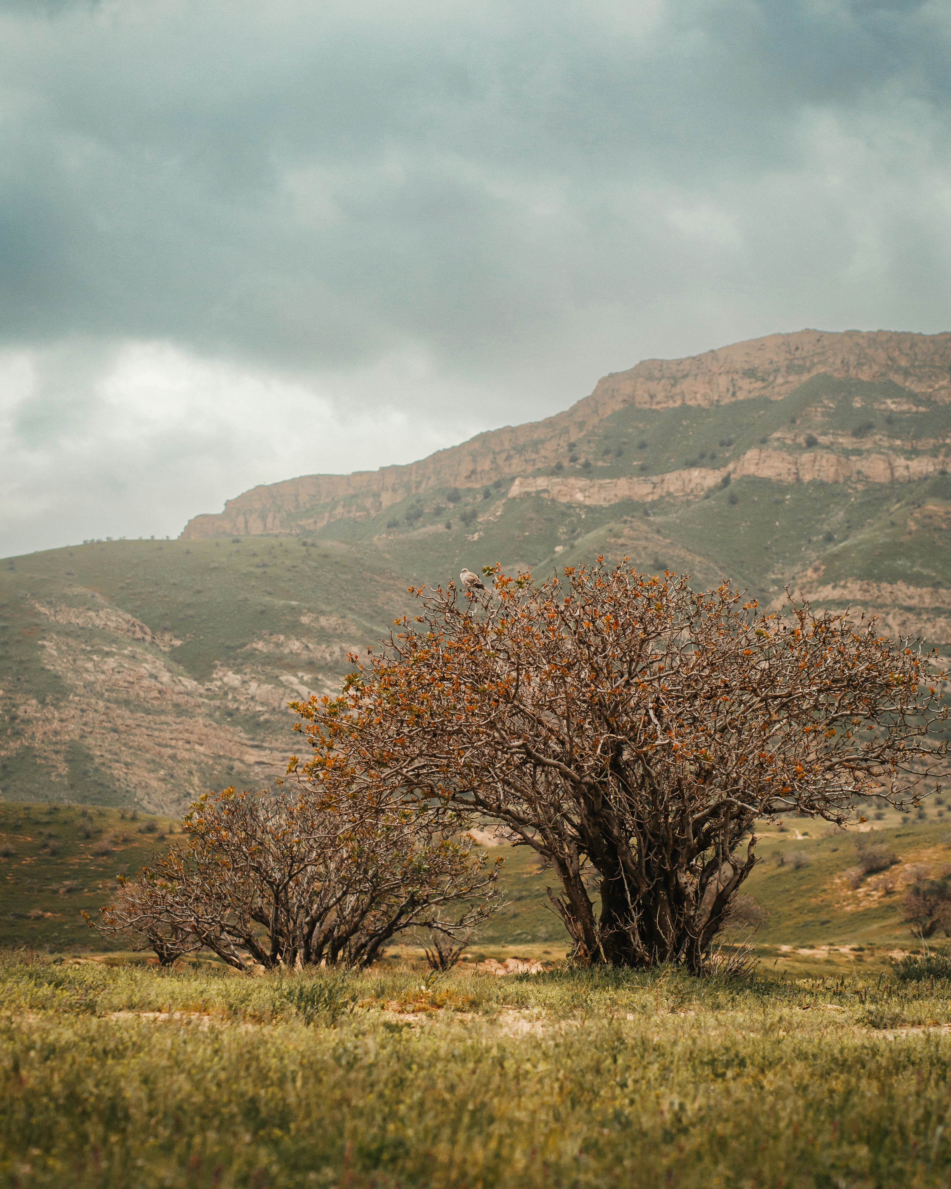 Gnarled Desert Trees Beneath Layered Hills at Dusk